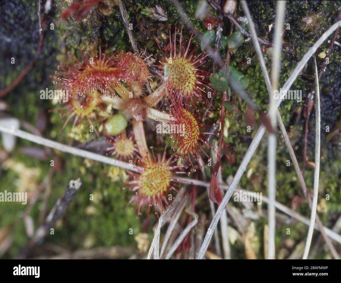 Carnivorous sundew plant in the bog Stock Photo - Alamy