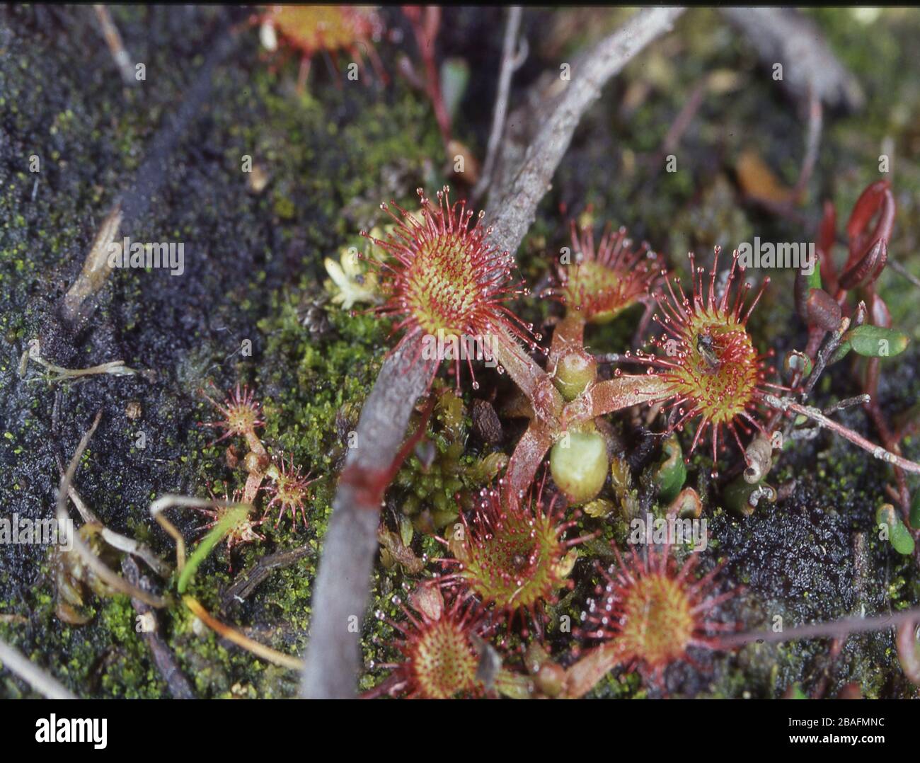 Carnivorous sundew plant in the bog Stock Photo - Alamy