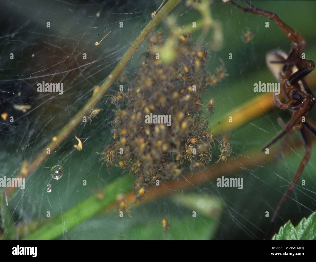 edged hunting spider in wait position Stock Photo - Alamy
