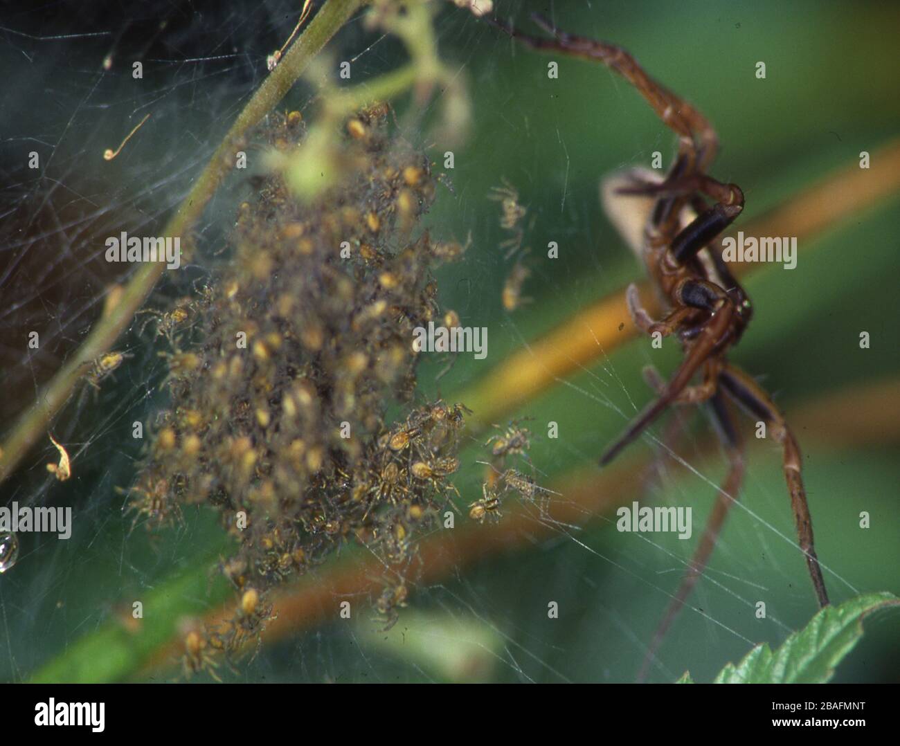 edged hunting spider in wait position Stock Photo - Alamy