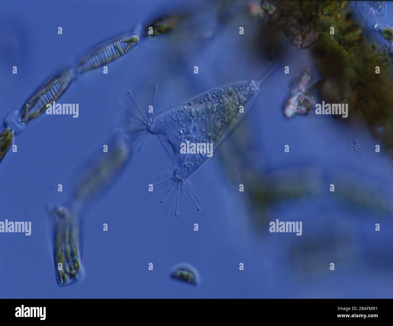 Ciliates ciliate hi-res stock photography and images - Alamy