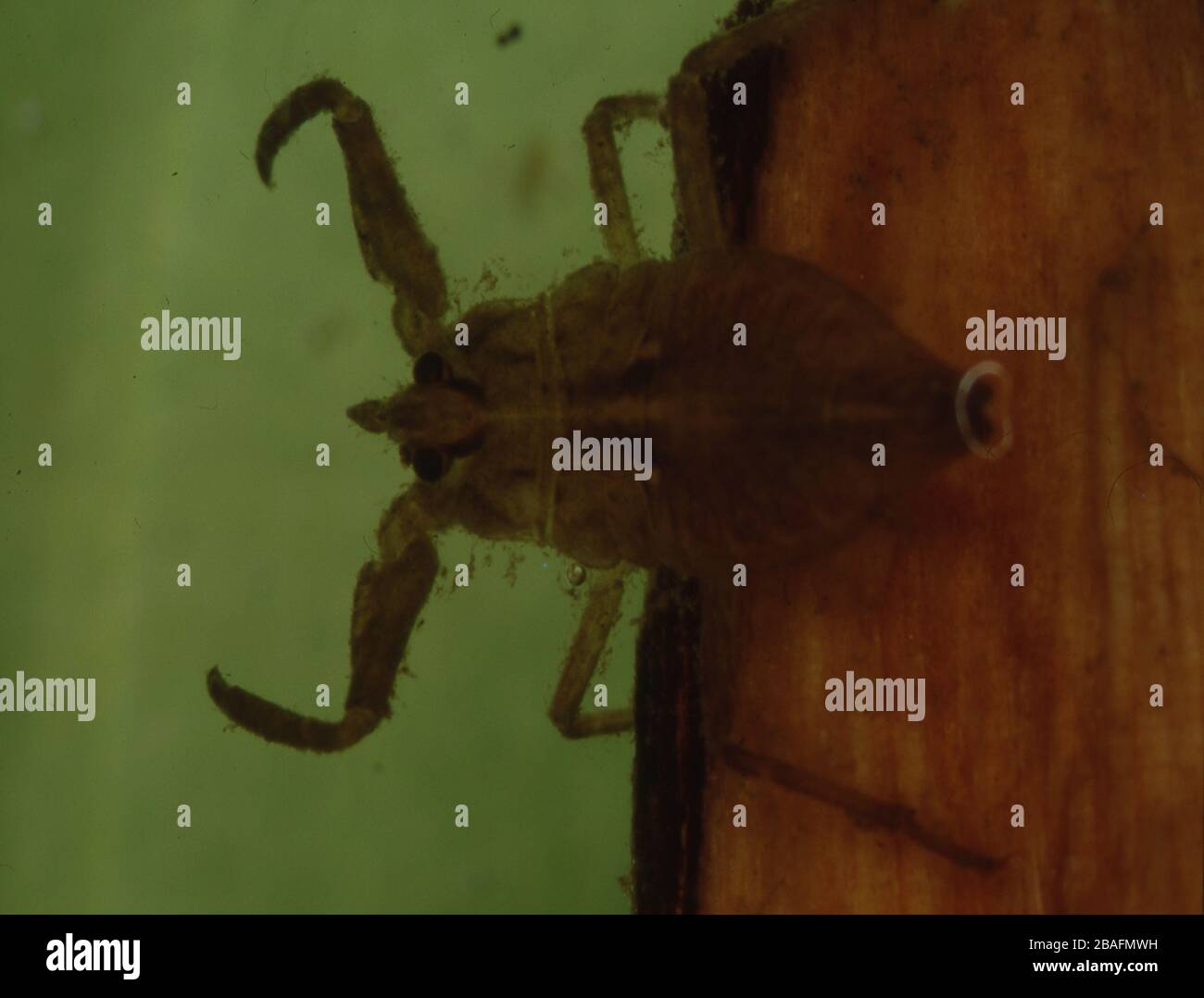 Close-up of water scorpion with tentacles and compound eyes Stock Photo ...