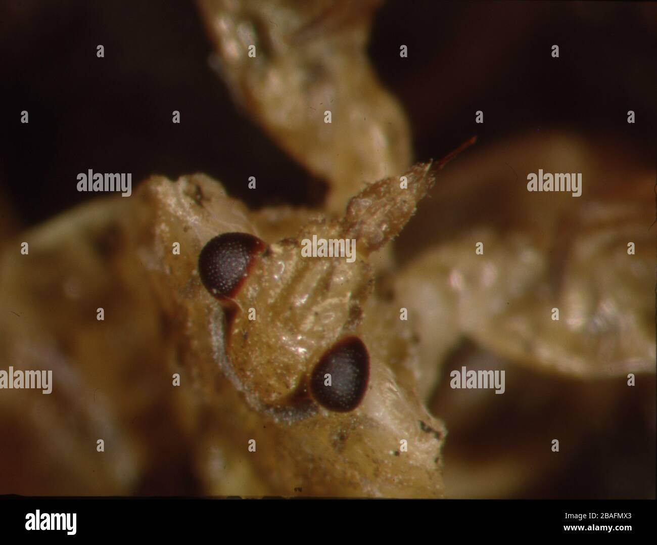 Close-up of water scorpion with tentacles and compound eyes Stock Photo ...