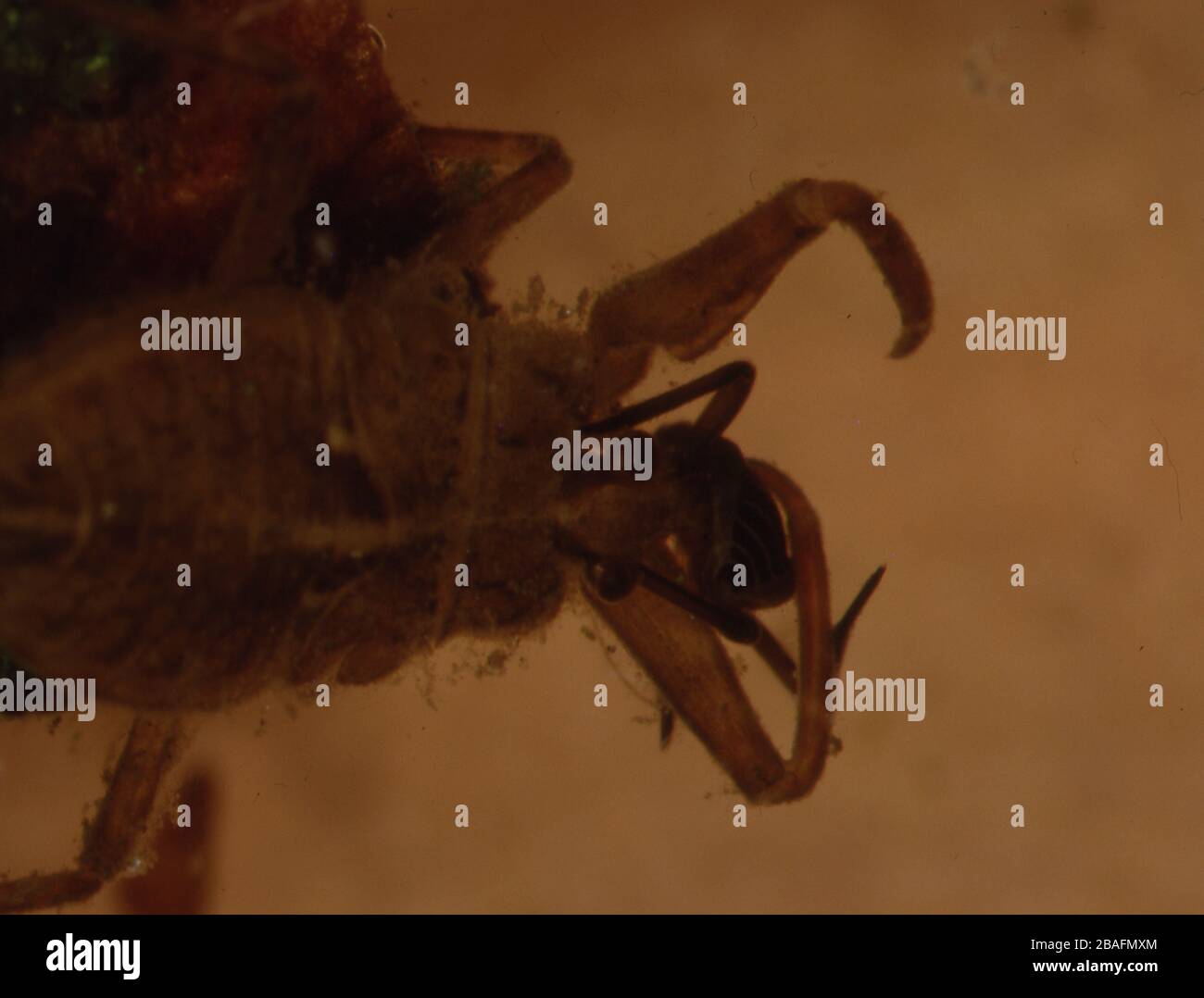 Close-up of water scorpion with tentacles and compound eyes Stock Photo ...