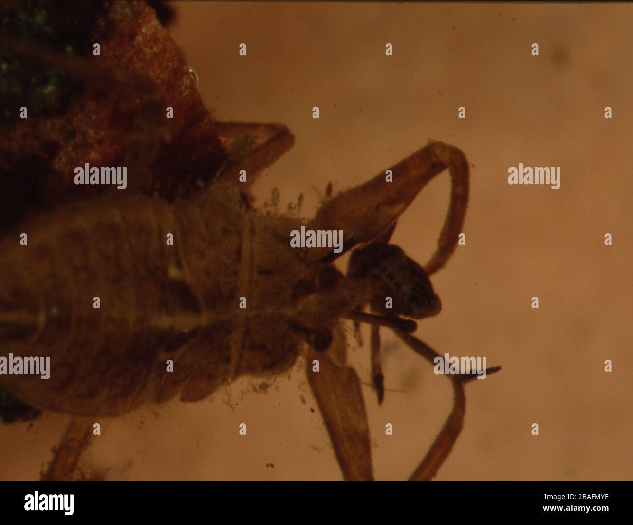 Close-up of water scorpion with tentacles and compound eyes Stock Photo ...