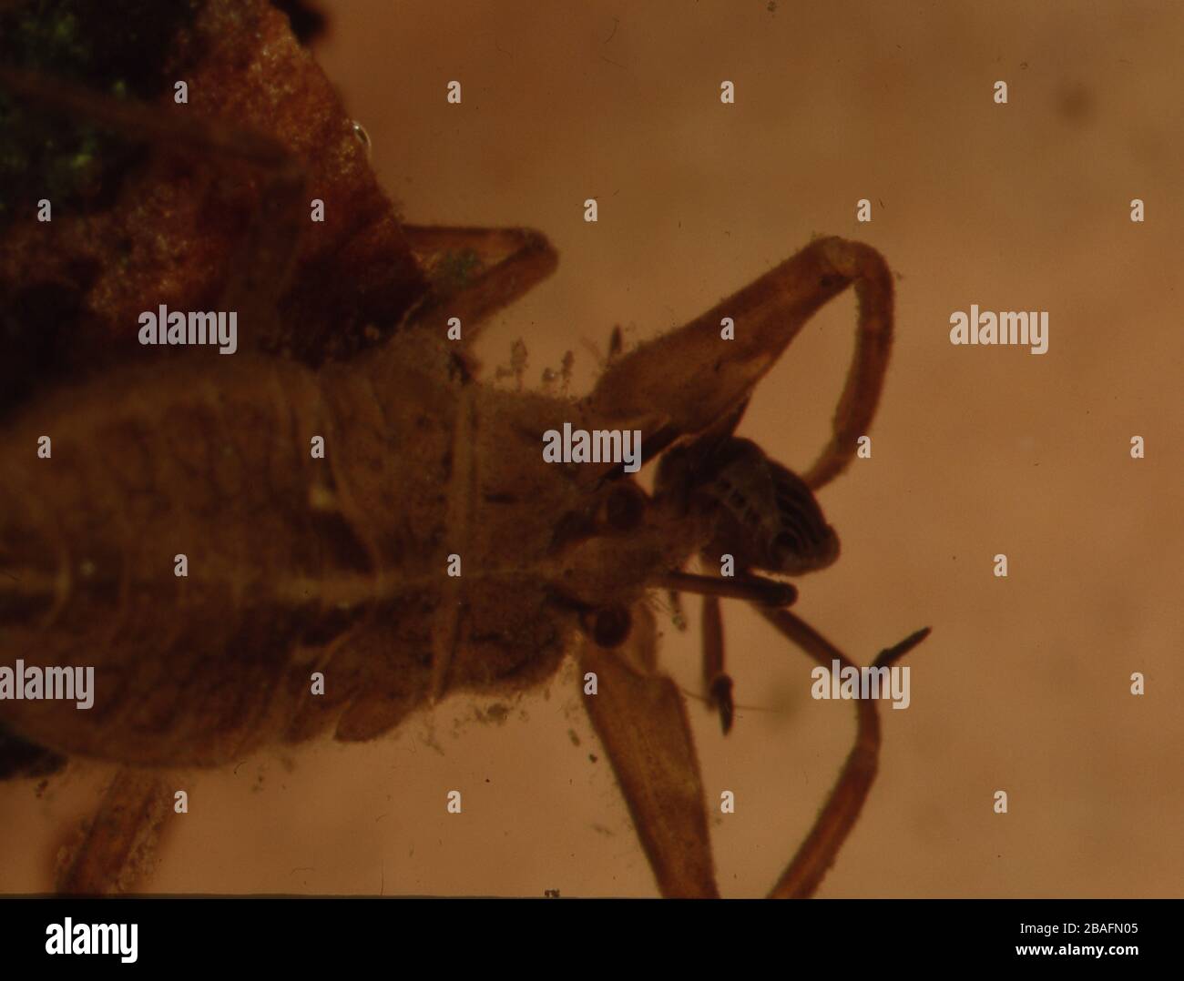 Close-up of water scorpion with tentacles and compound eyes Stock Photo ...
