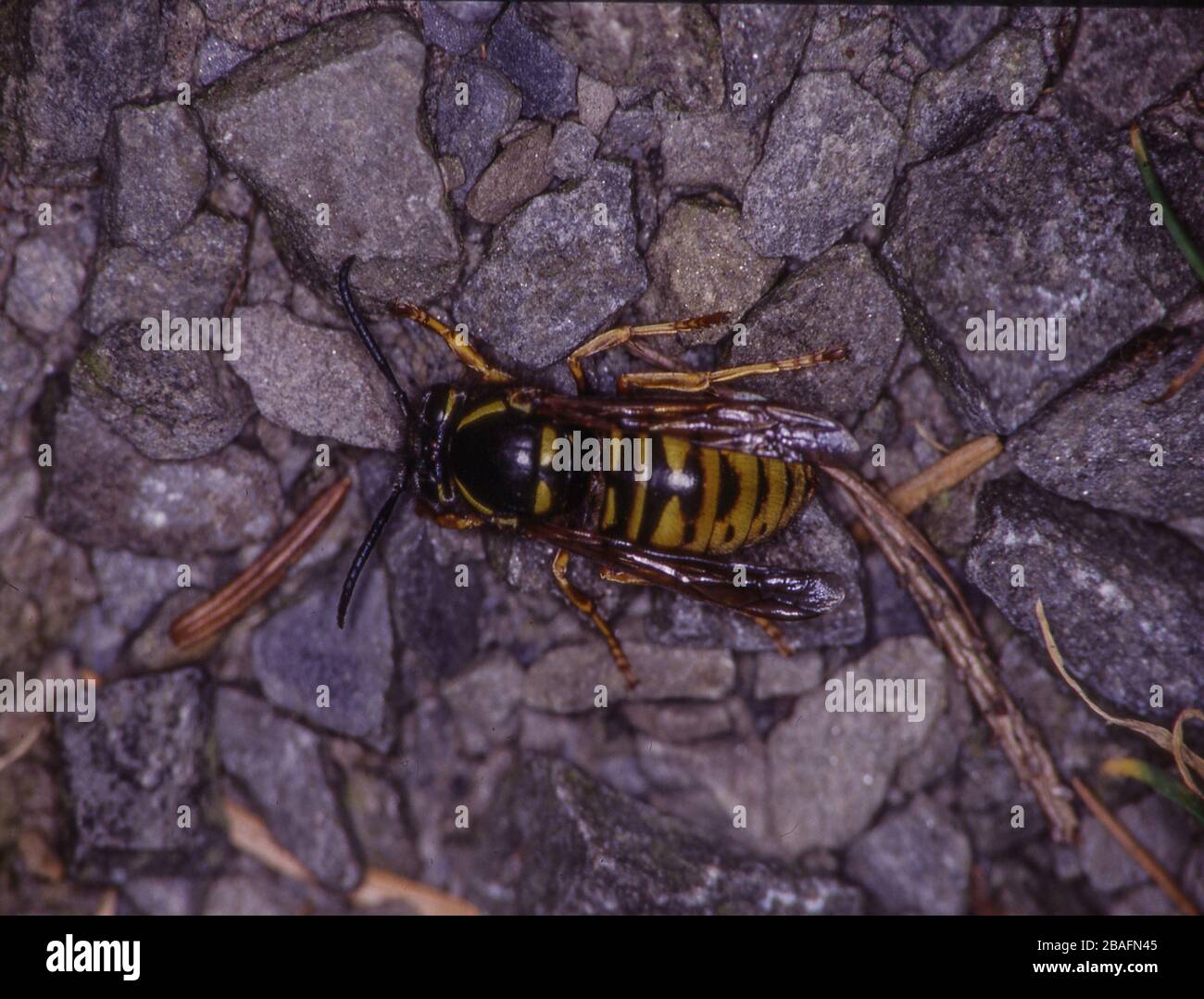 Wasp crawling on the floor Stock Photo - Alamy
