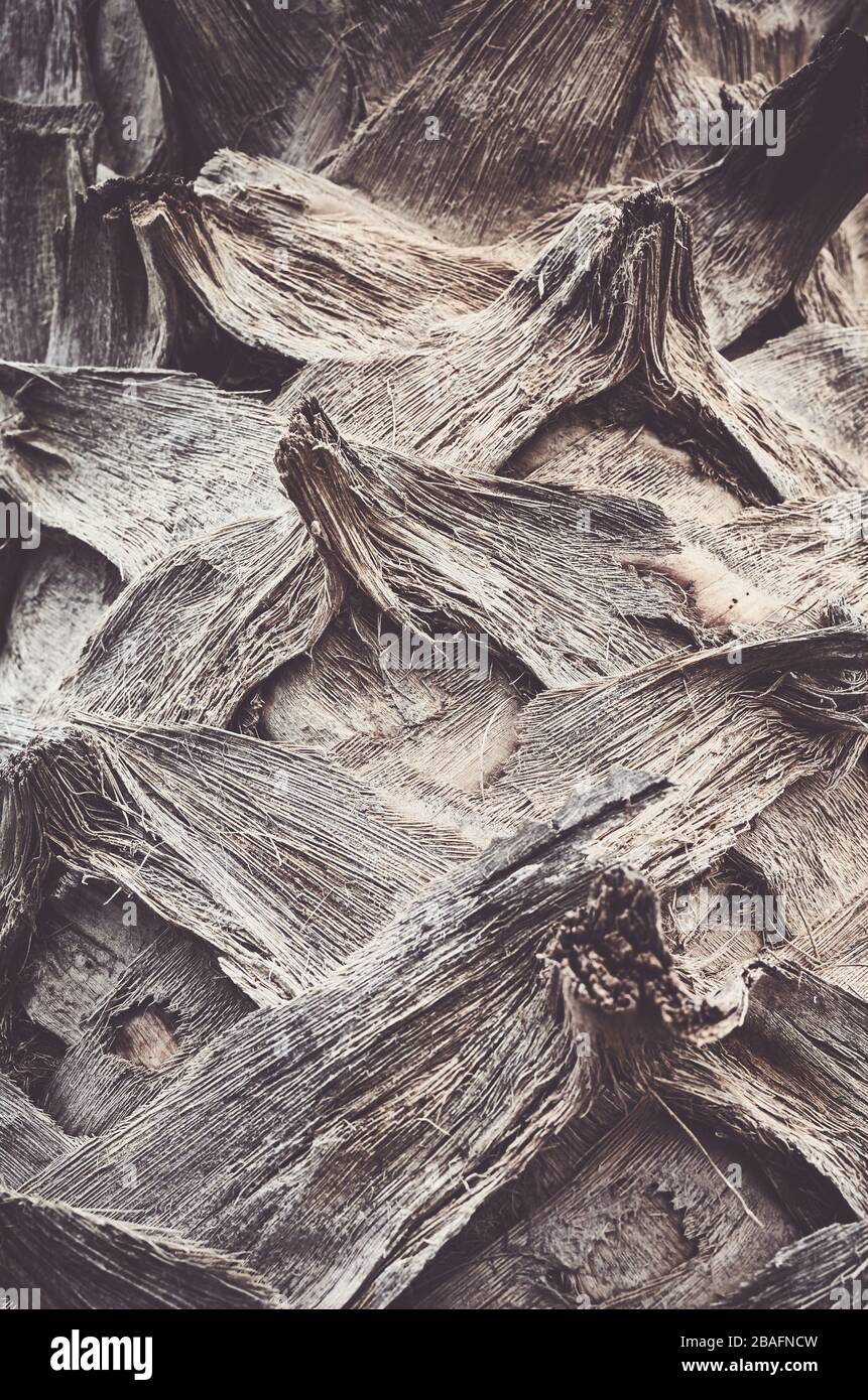 Close up picture of a palm tree trunk, color toned natural abstract ...