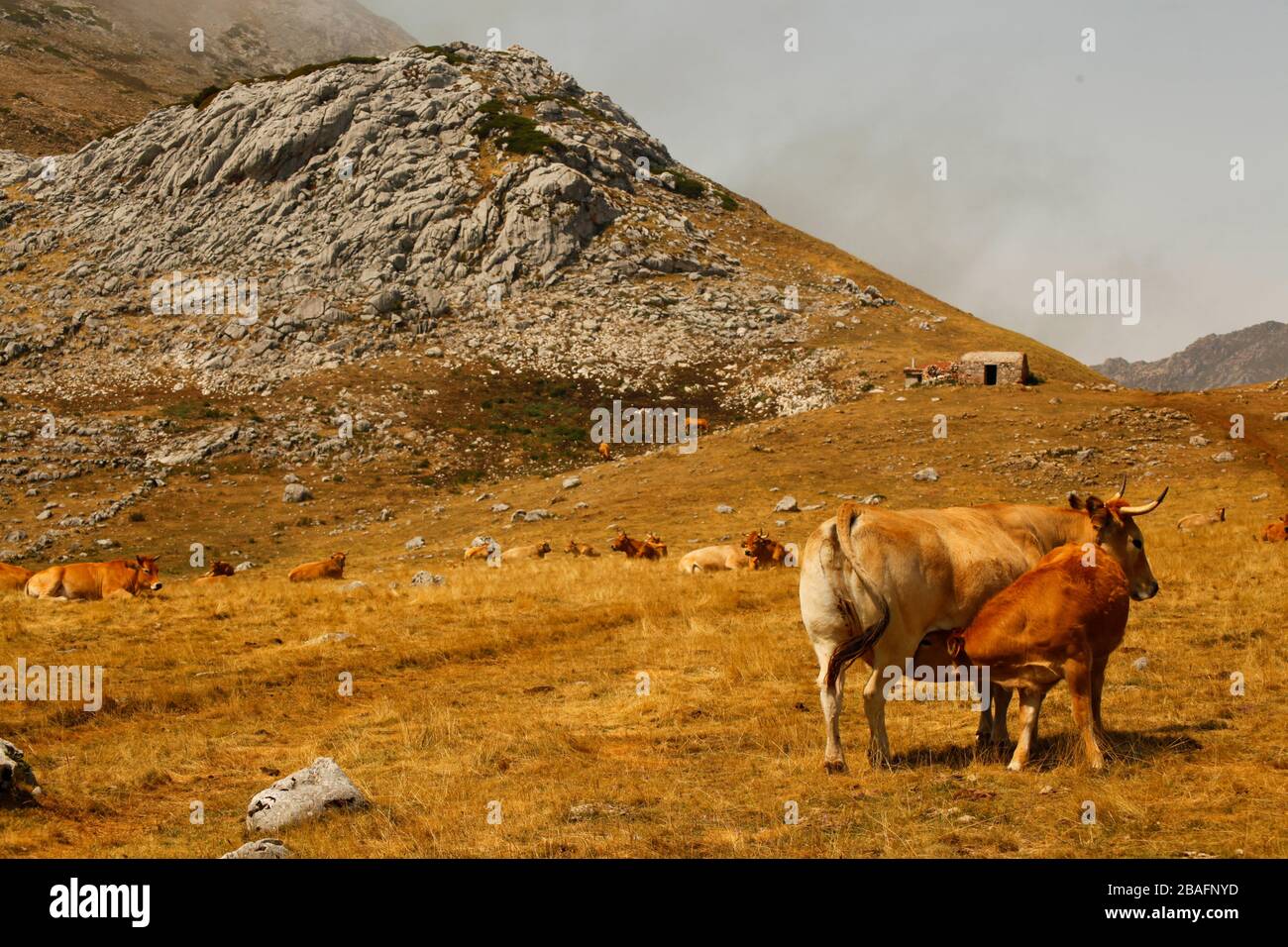 Cows in galicia hi-res stock photography and images - Alamy