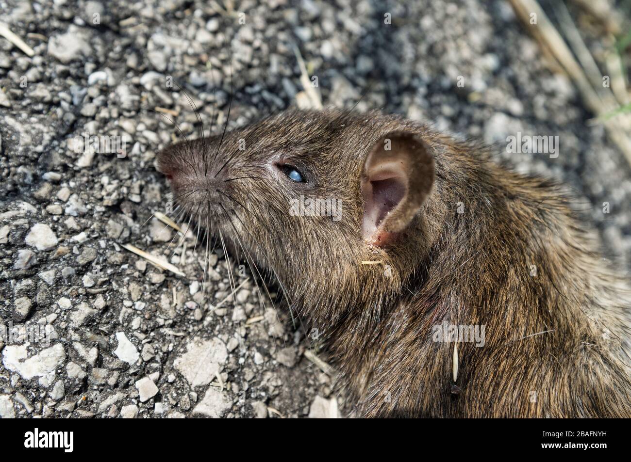 dead mouse cut in half, lying on the road Stock Photo - Alamy