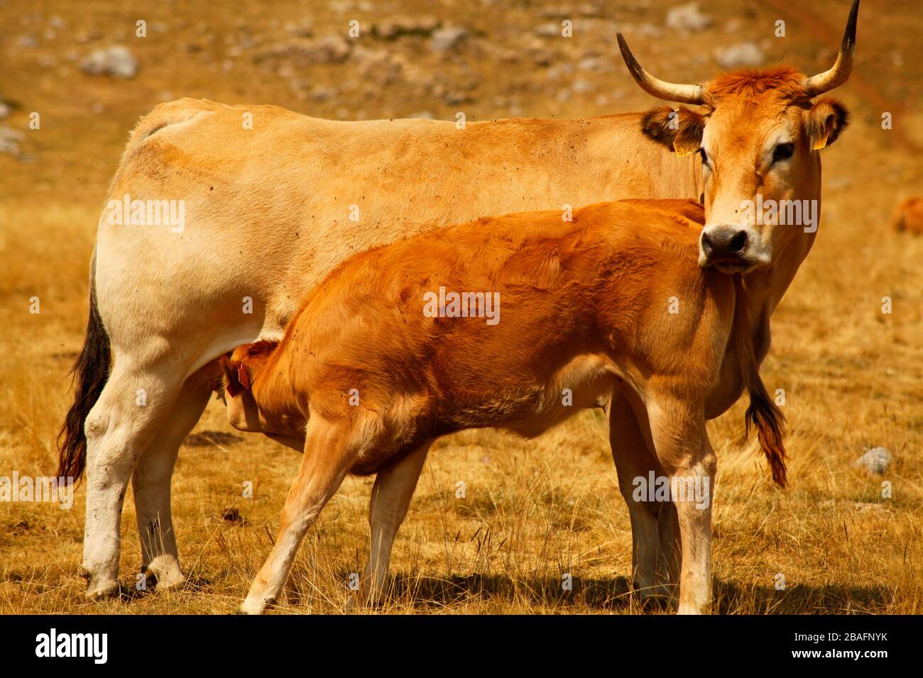 Cows in galicia hi-res stock photography and images - Alamy