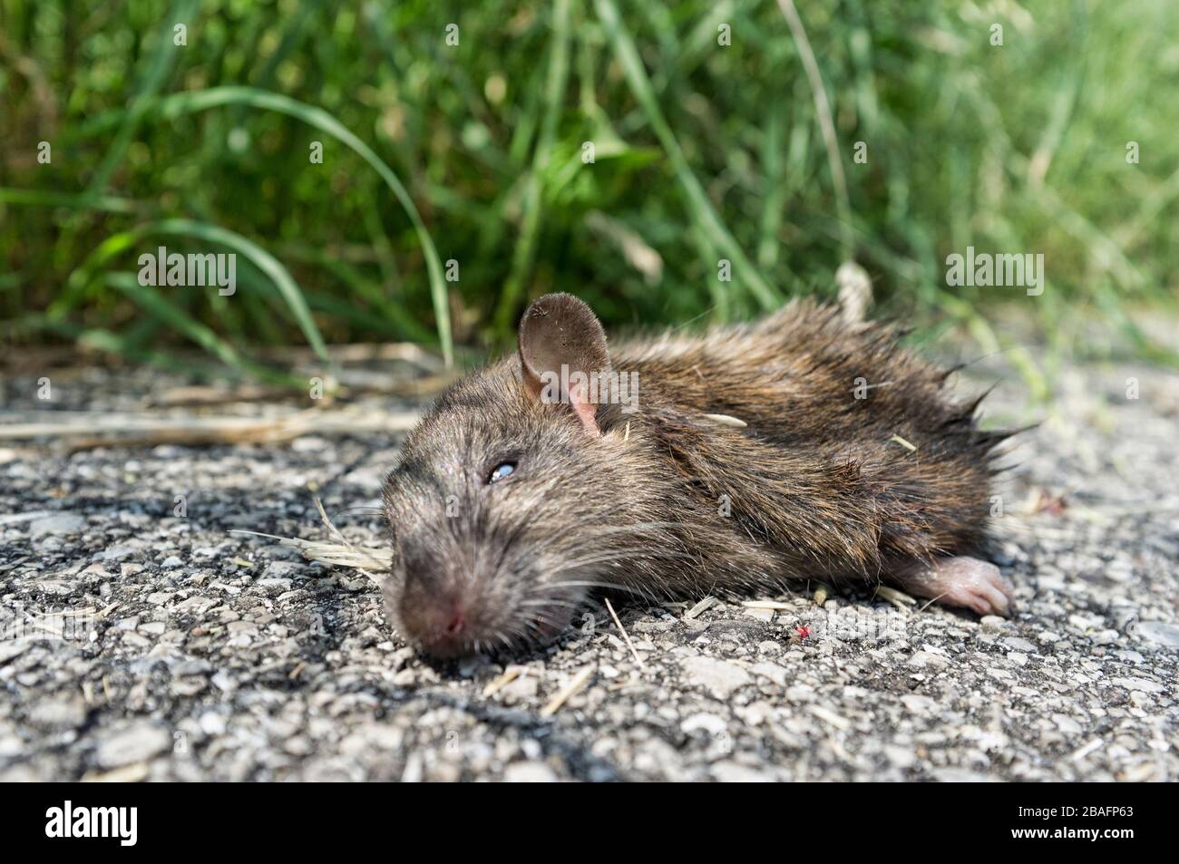 dead mouse cut in half, lying on the road Stock Photo - Alamy
