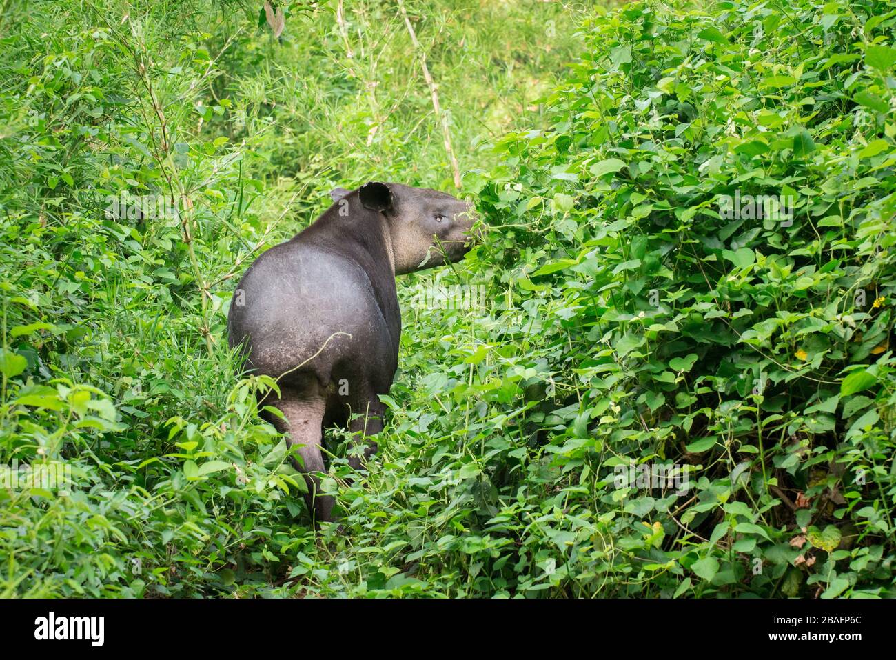 Female tapir hi-res stock photography and images - Alamy
