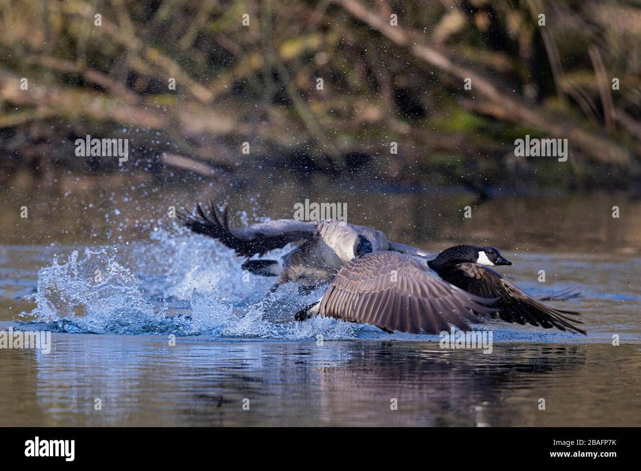 Goose fighting hi-res stock photography and images - Alamy