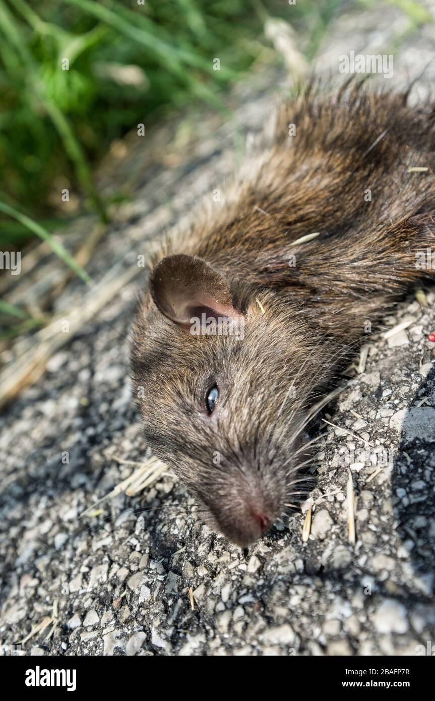 dead mouse cut in half, lying on the road Stock Photo - Alamy