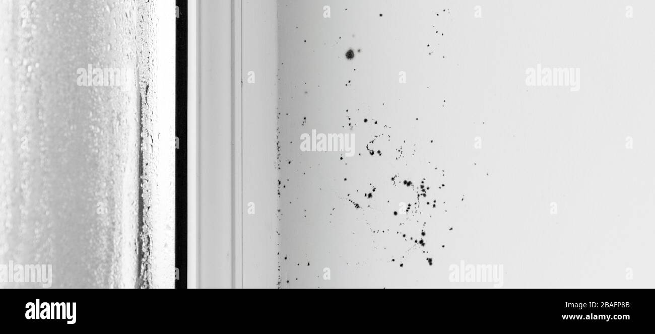 Dangerous mold fungus on wall hi-res stock photography and images - Alamy