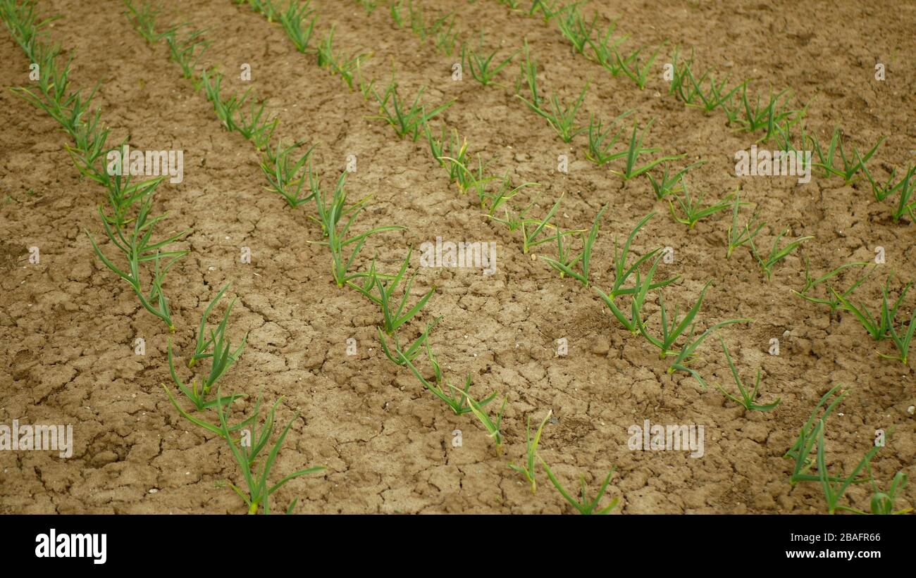 Very drought dry field land with poppy leaves garlic Allium cepa onion ...