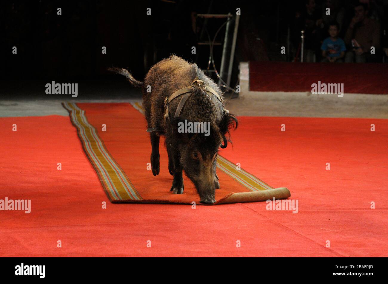 Well trained boar unfolding carpet performing in the ring of the ...