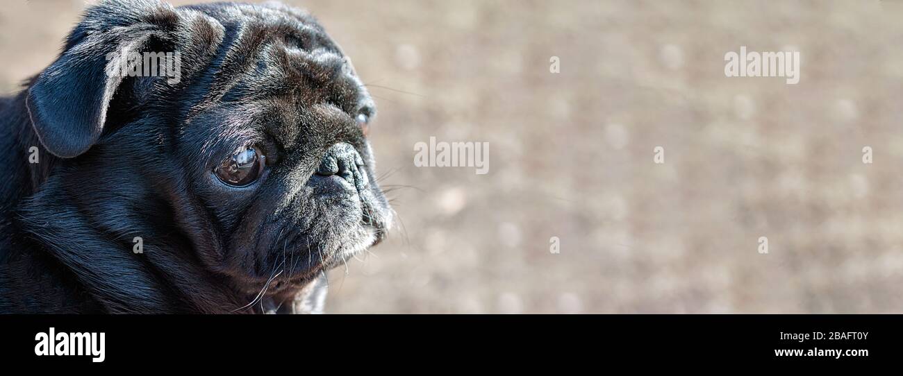 Black pug head profile portrait on blurred natural background banner ...