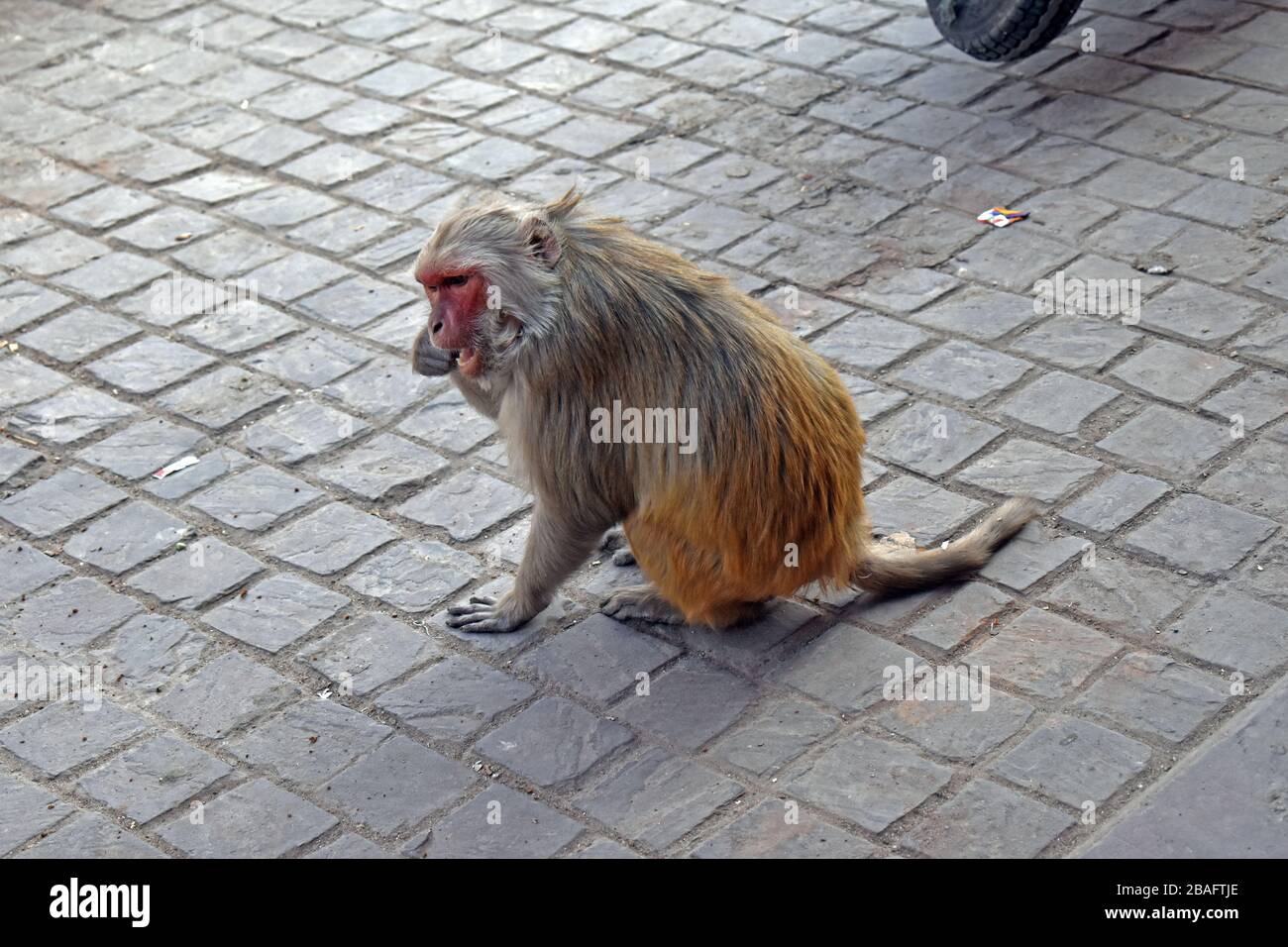 Monkey on street hi-res stock photography and images - Alamy