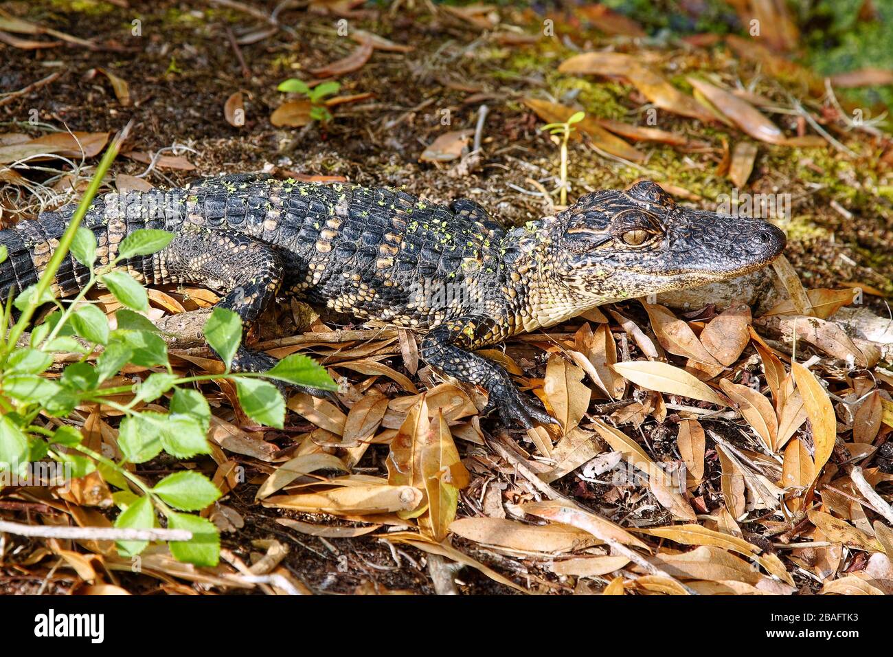 American alligator; young, spots, rough skin, resting, nature; wildlife ...