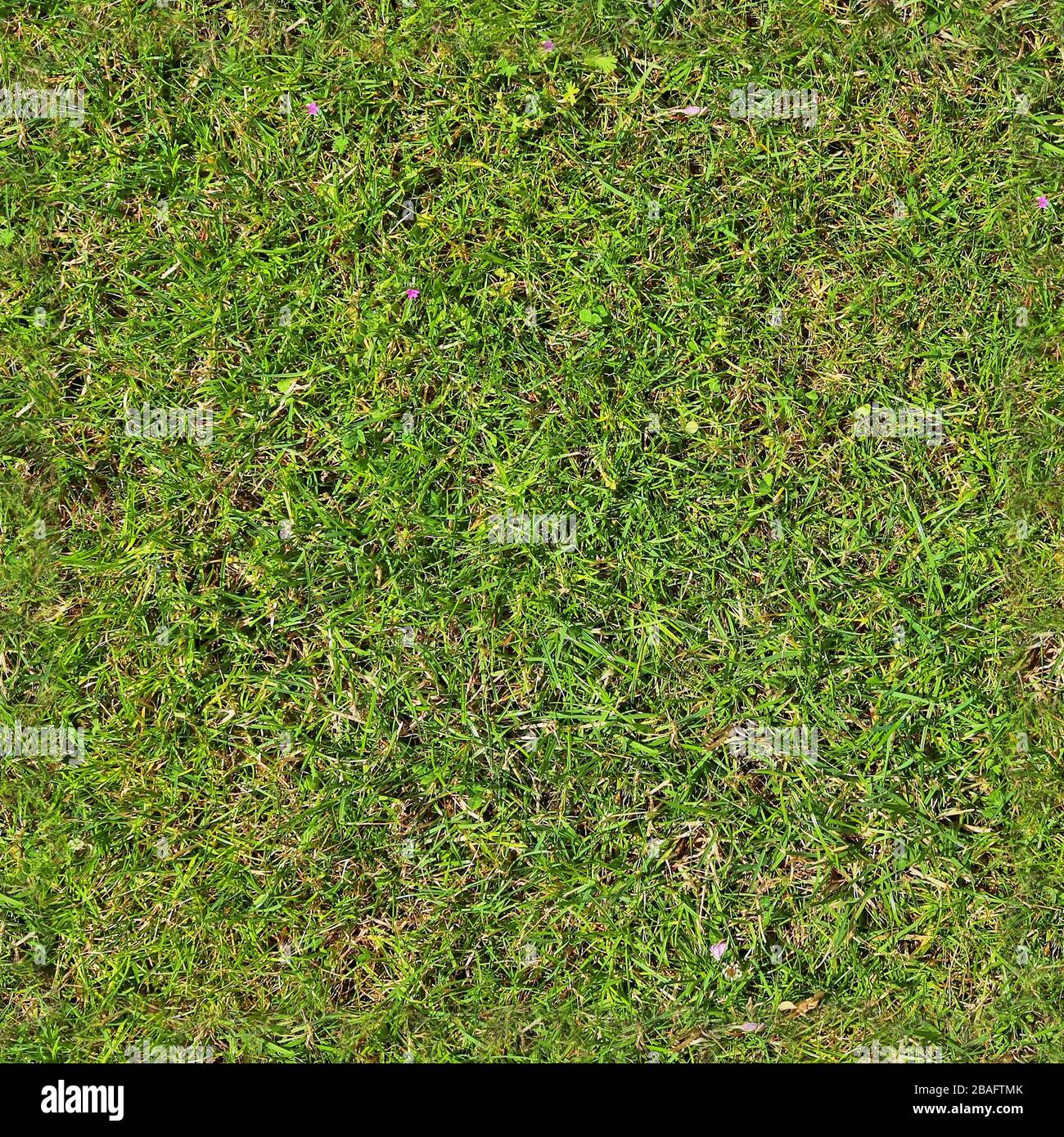 High resolution foto realistic seamless texture of green grass and ...