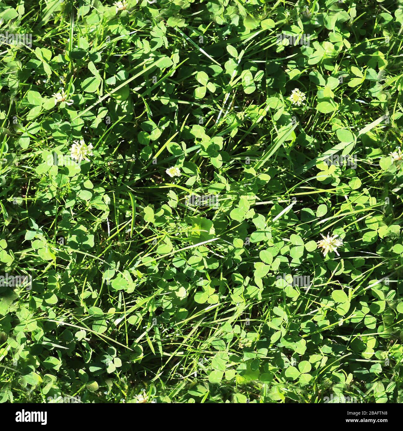 High resolution foto realistic seamless texture of green grass and ...