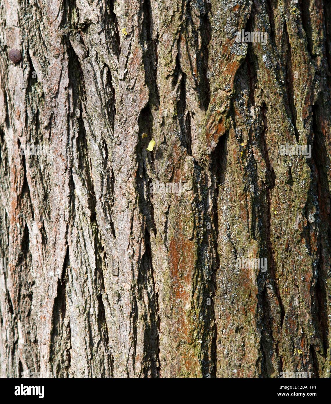 Close up abstract of tree bark Stock Photo - Alamy