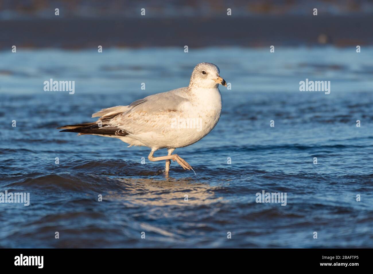 White and grey seagull wading in shallow ocean water balances on one ...