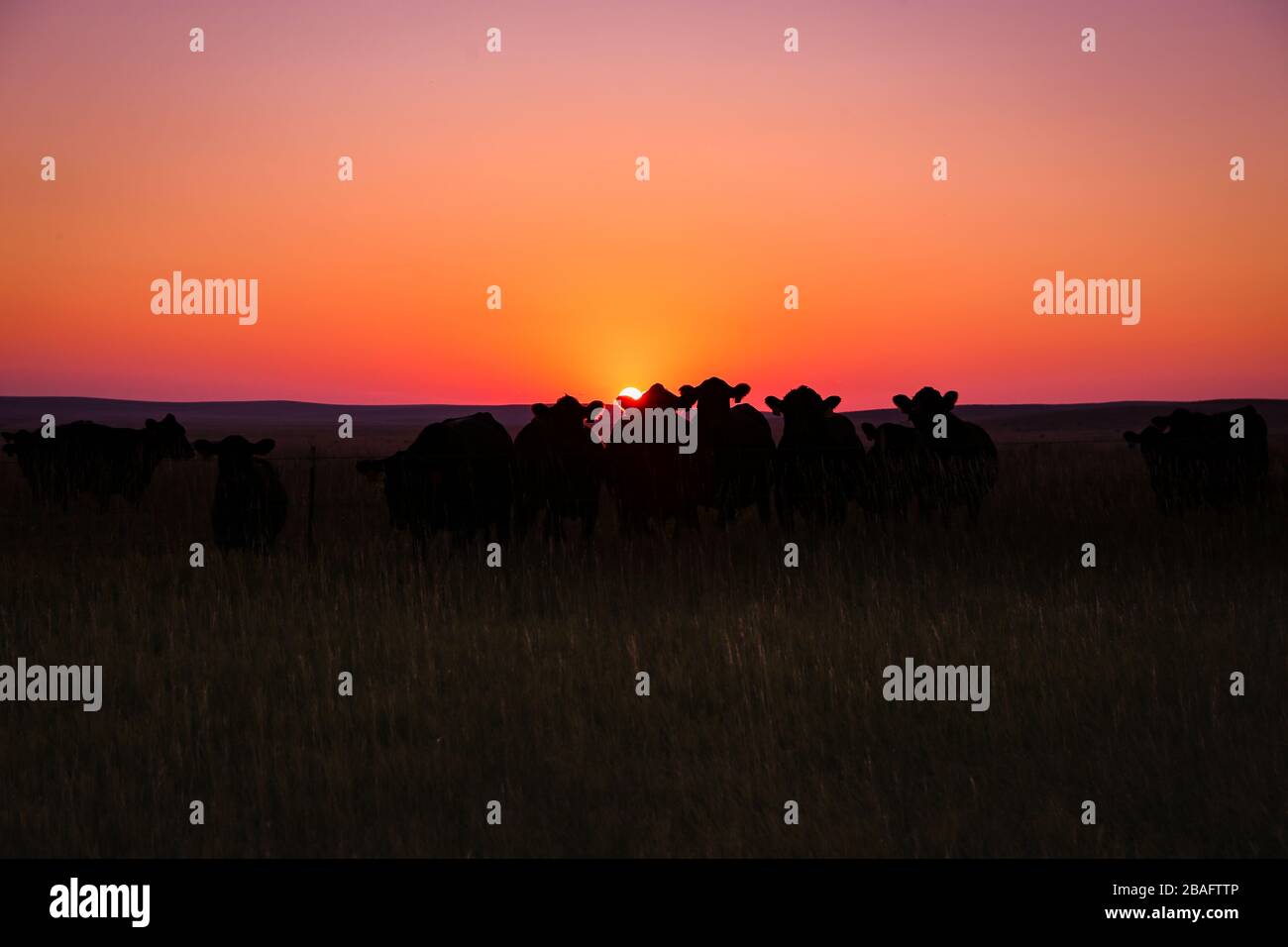 Field on the sunset hi-res stock photography and images - Alamy