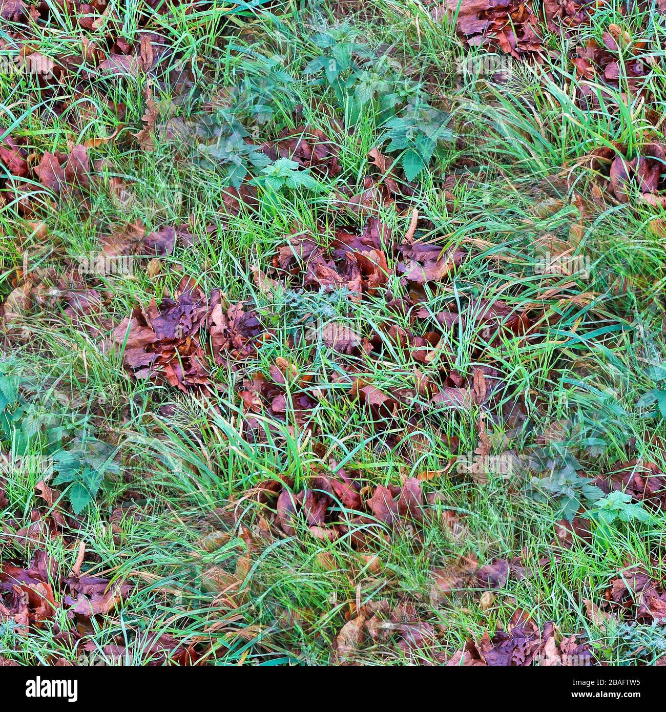 High resolution foto realistic seamless texture of green grass and ...