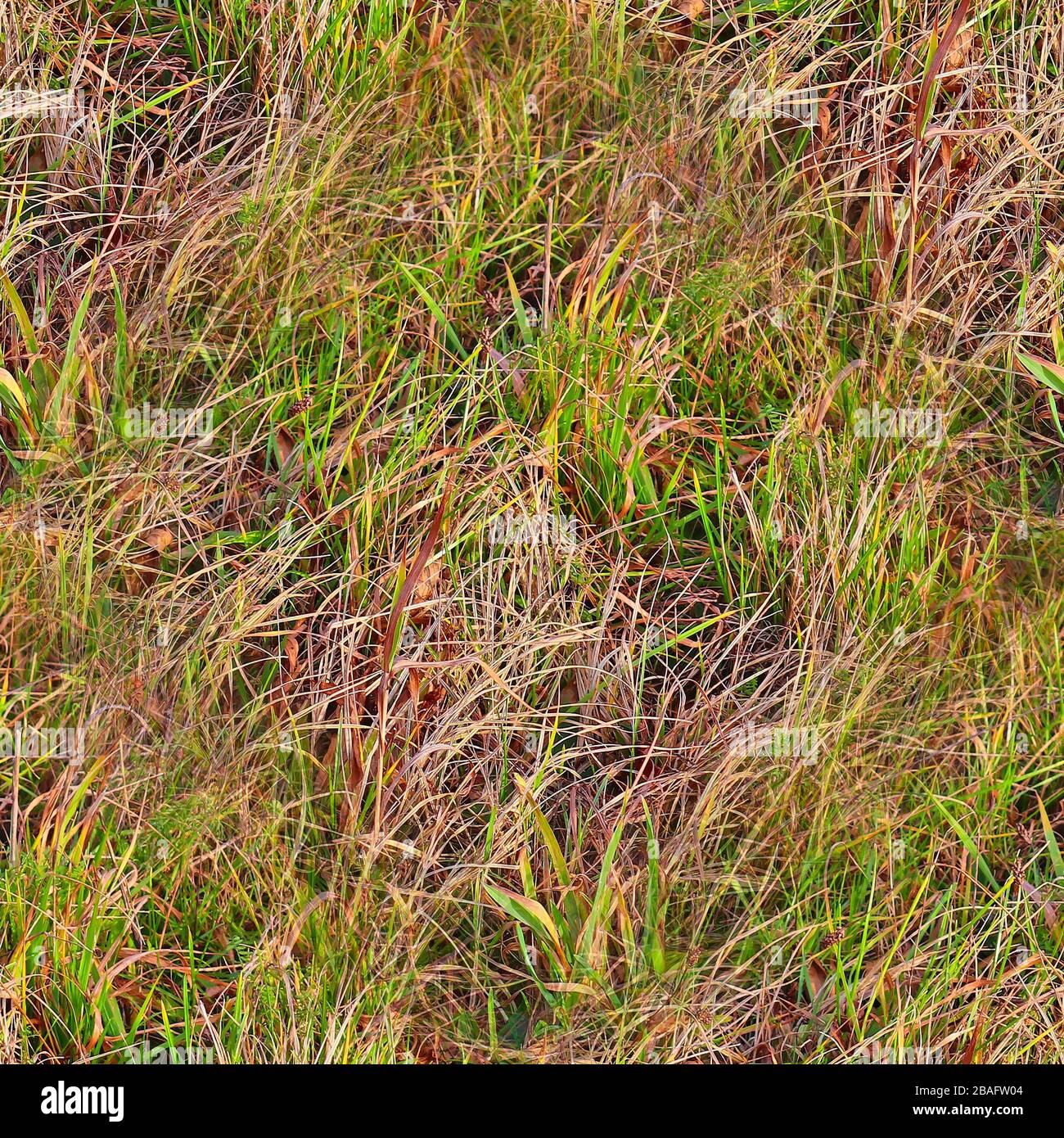High resolution foto realistic seamless texture of green grass and ...