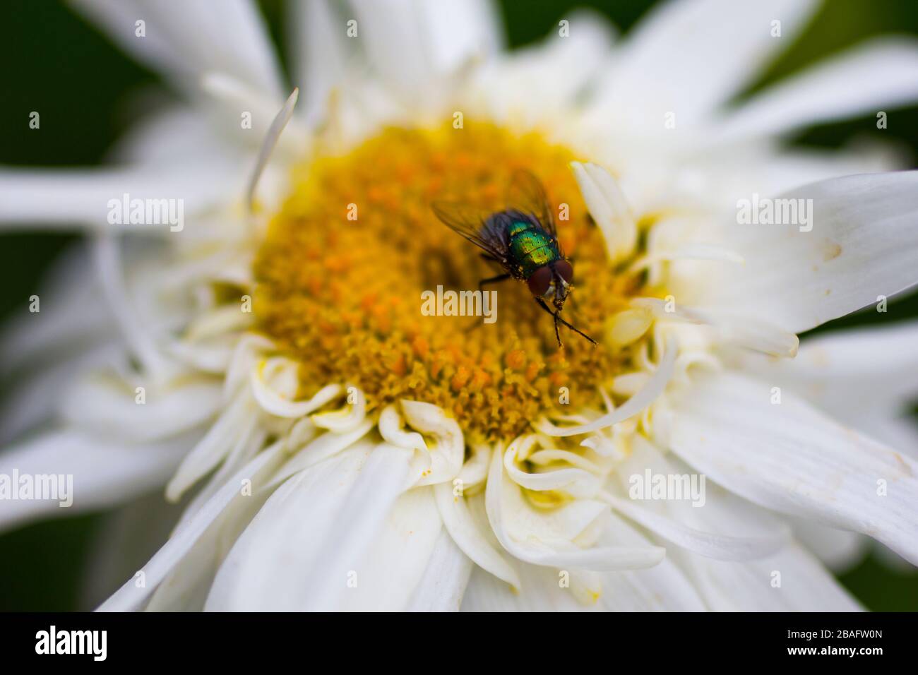 Bee on White Daisy Flower Stock Photo - Alamy