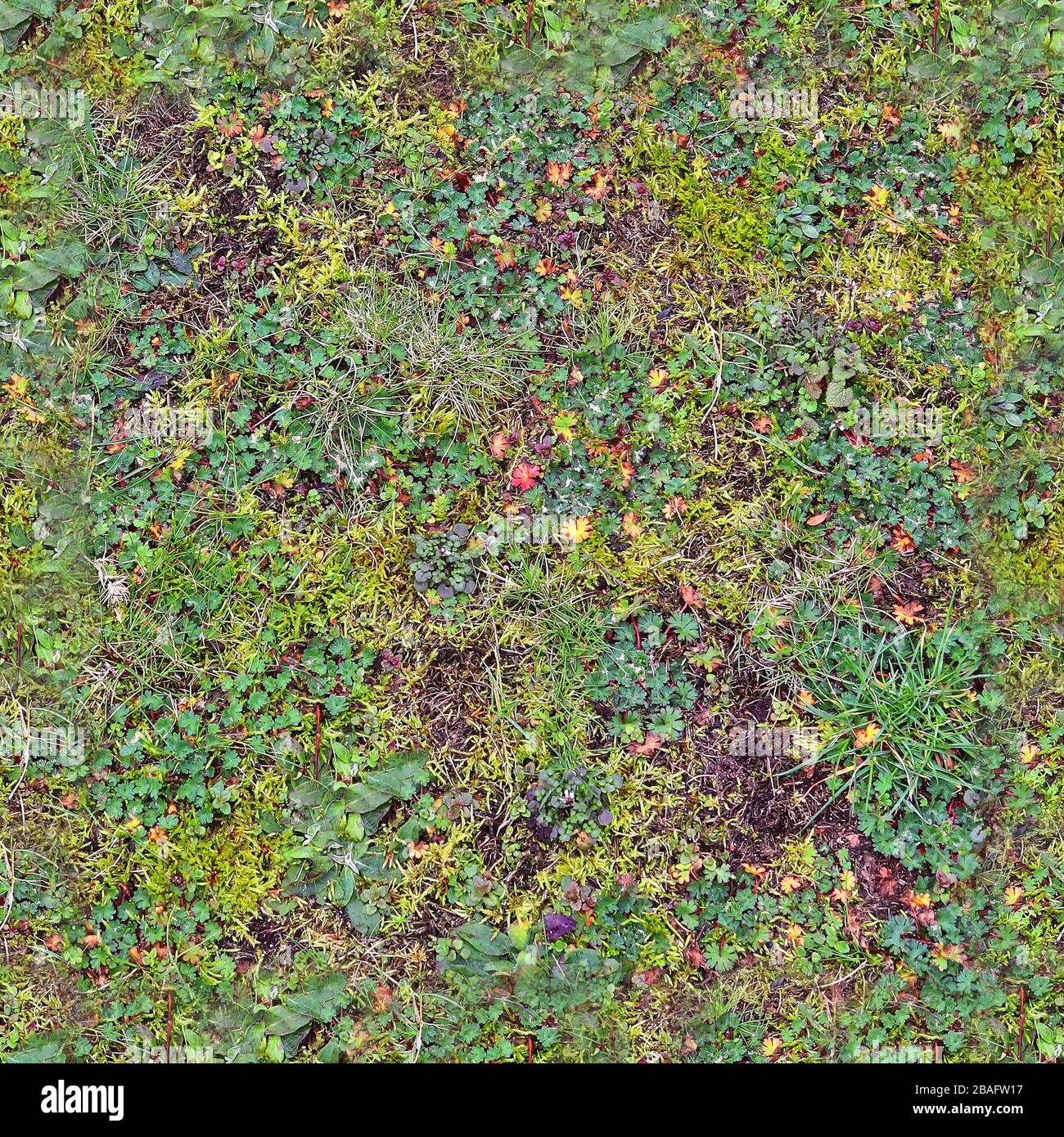 High resolution foto realistic seamless texture of green grass and ...