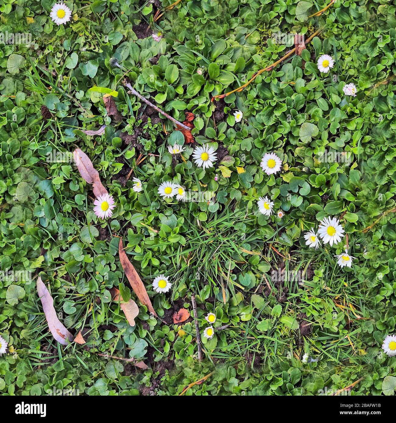 High resolution foto realistic seamless texture of green grass and ...