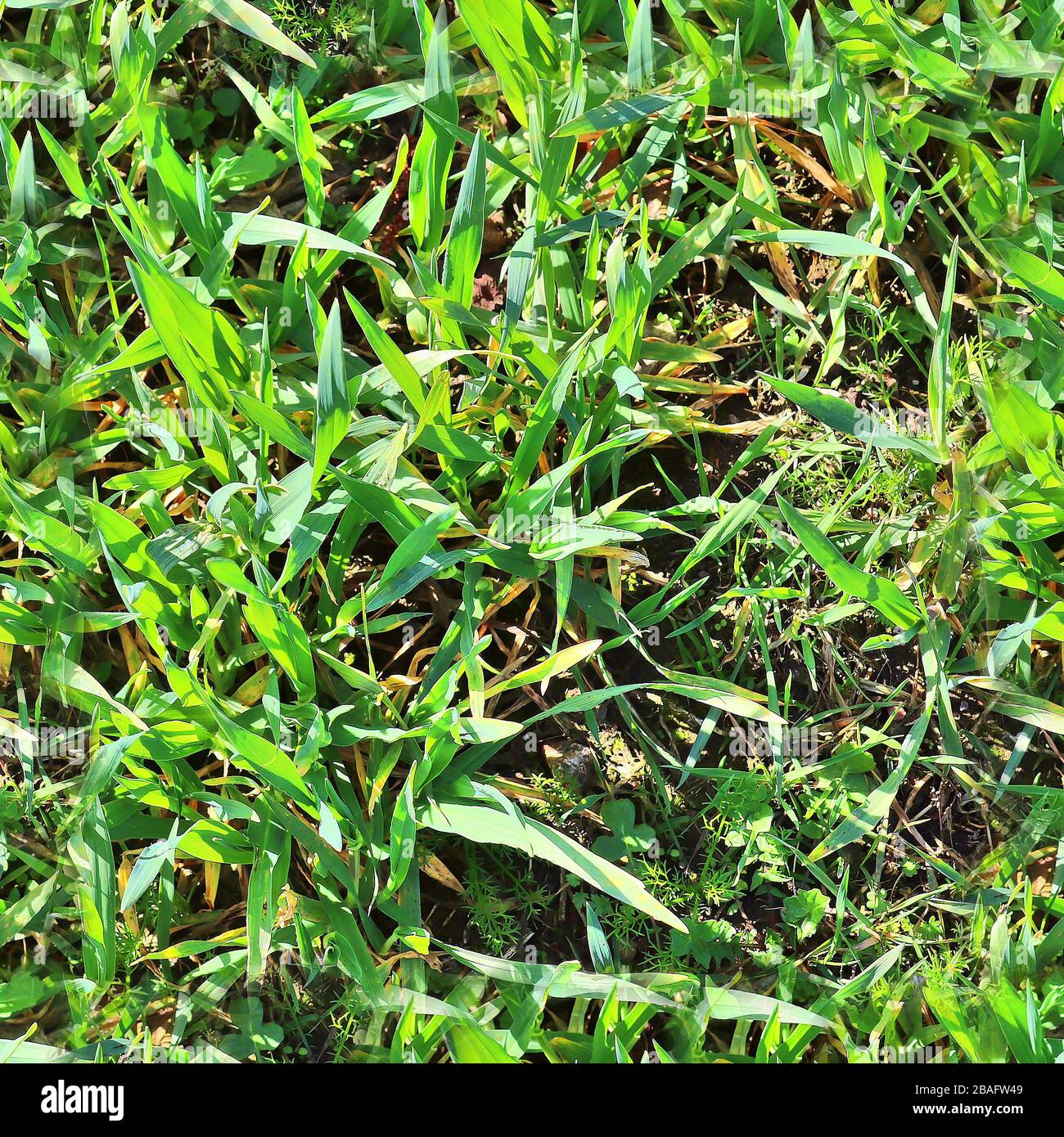 High resolution foto realistic seamless texture of green grass and ...
