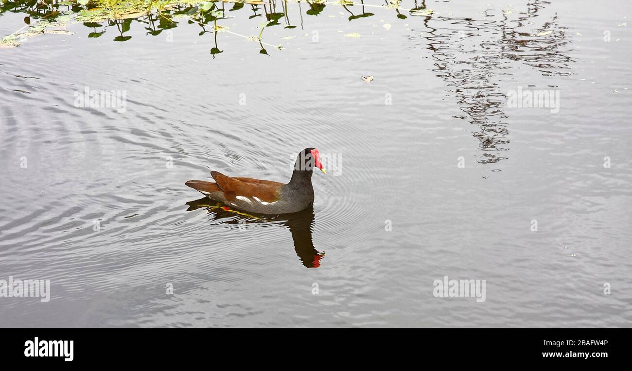 Common moorhen, swimming, red bill, bird, wildlife, colorful, animal ...