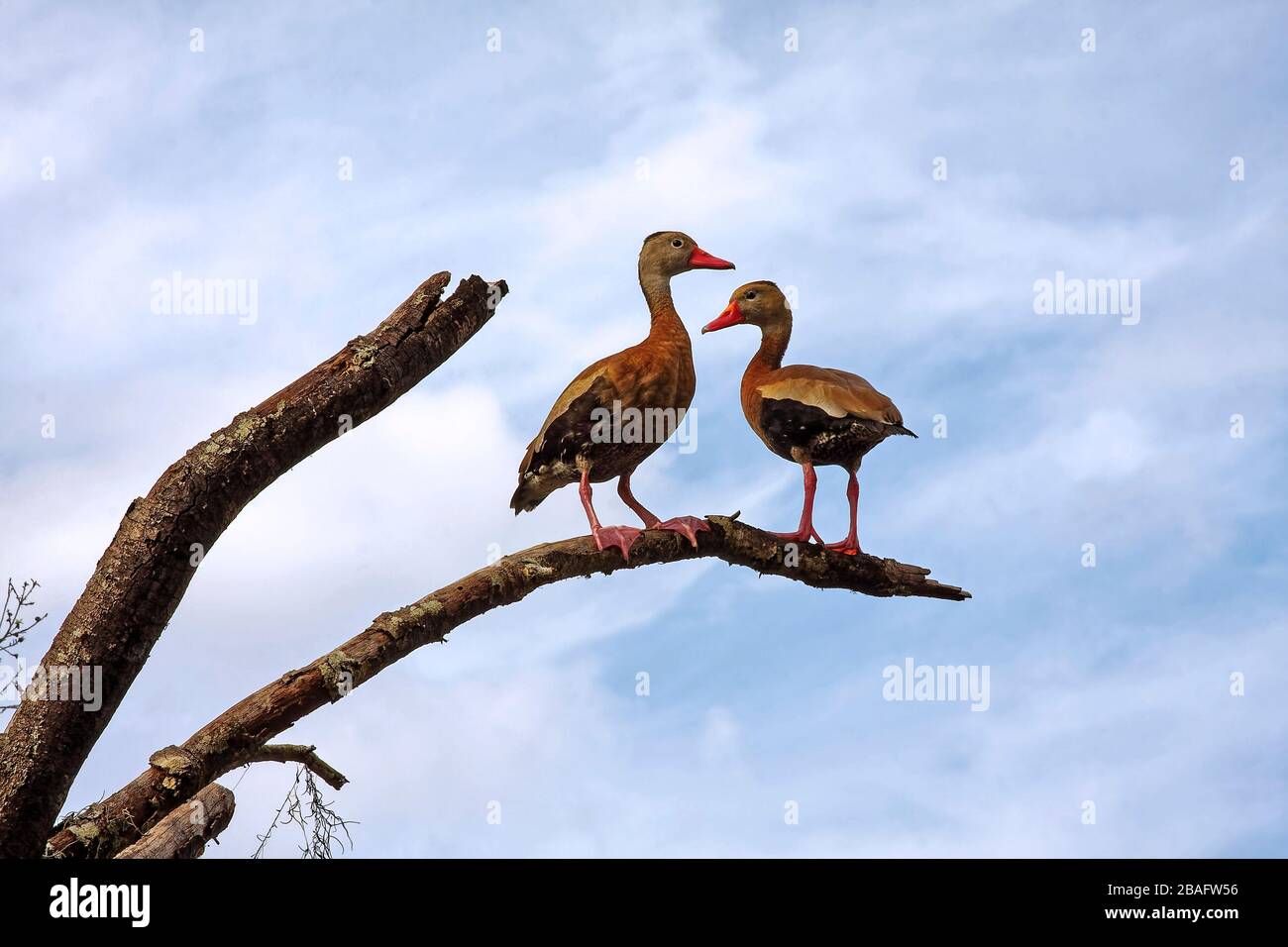 Tree duck hi-res stock photography and images - Alamy