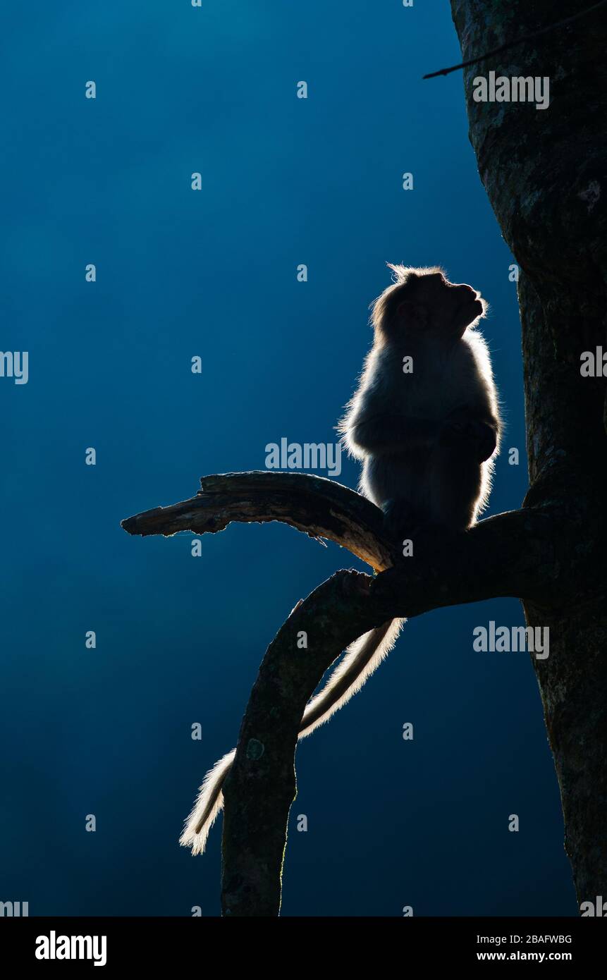 Rimlight photography hi-res stock photography and images - Alamy