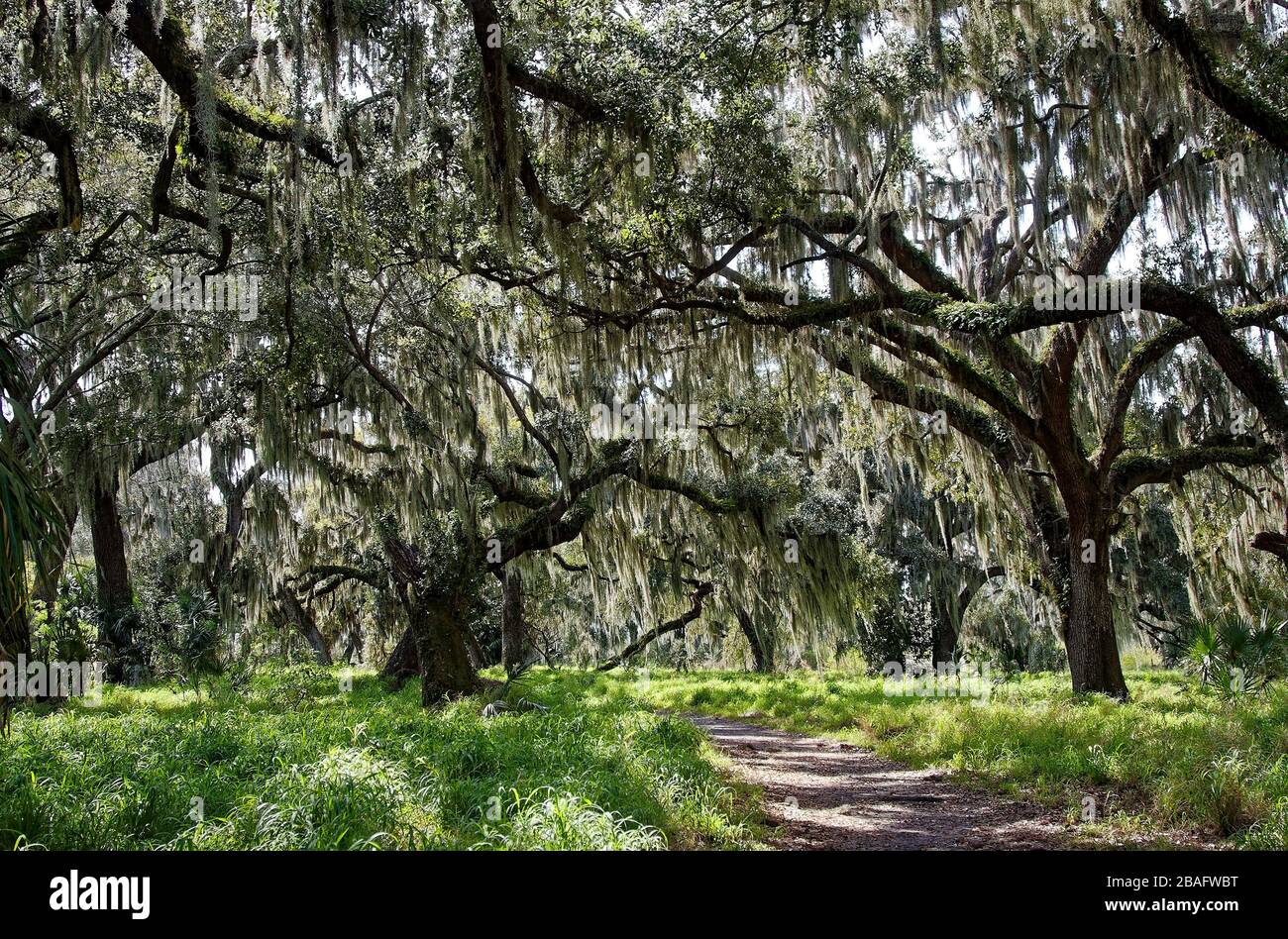 Path shaded by trees hi-res stock photography and images - Alamy