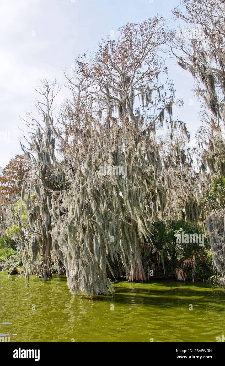 Bald cypress trees taxodium distichum hi-res stock photography and ...