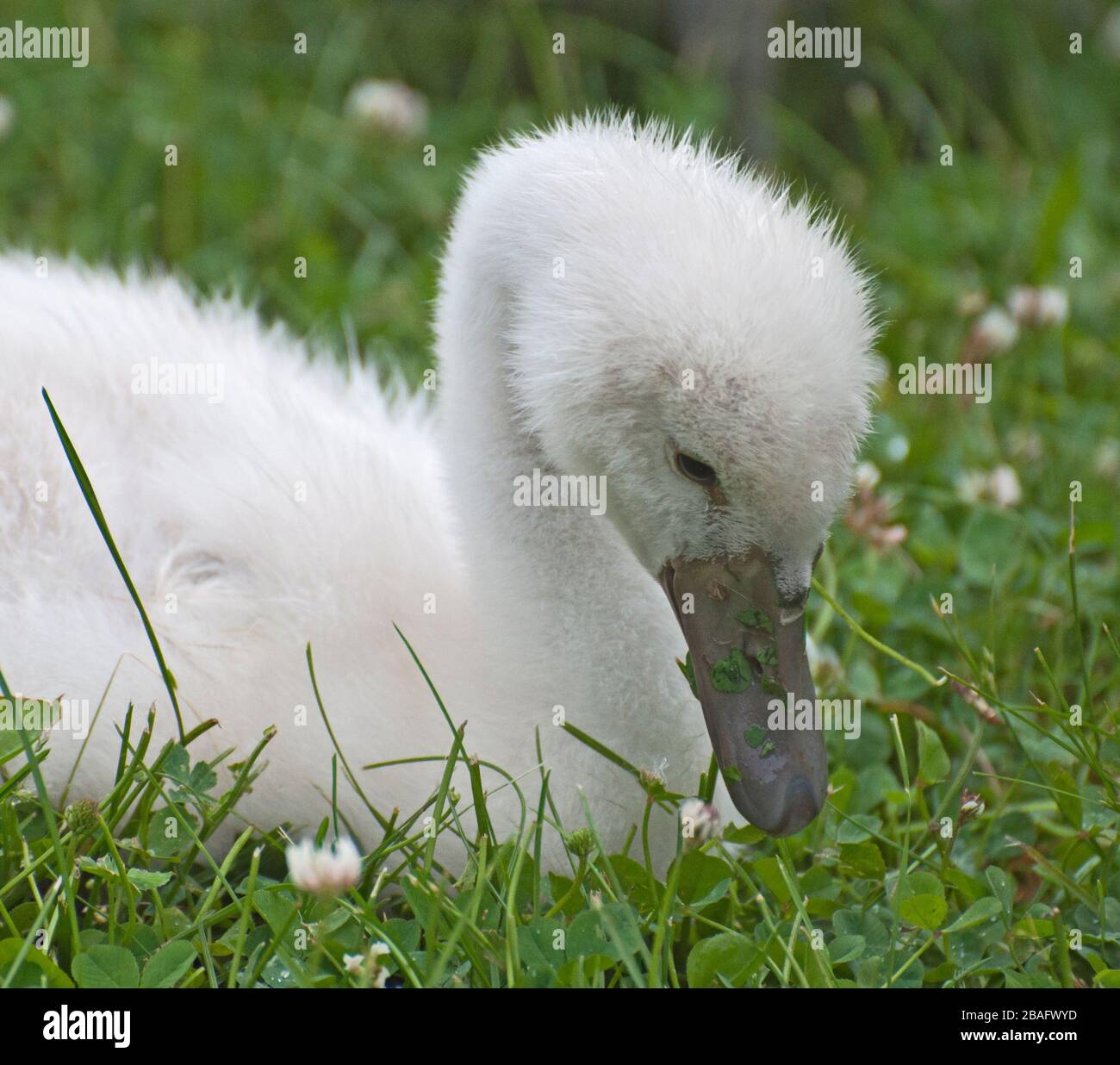 Power of cuteness hi-res stock photography and images - Alamy
