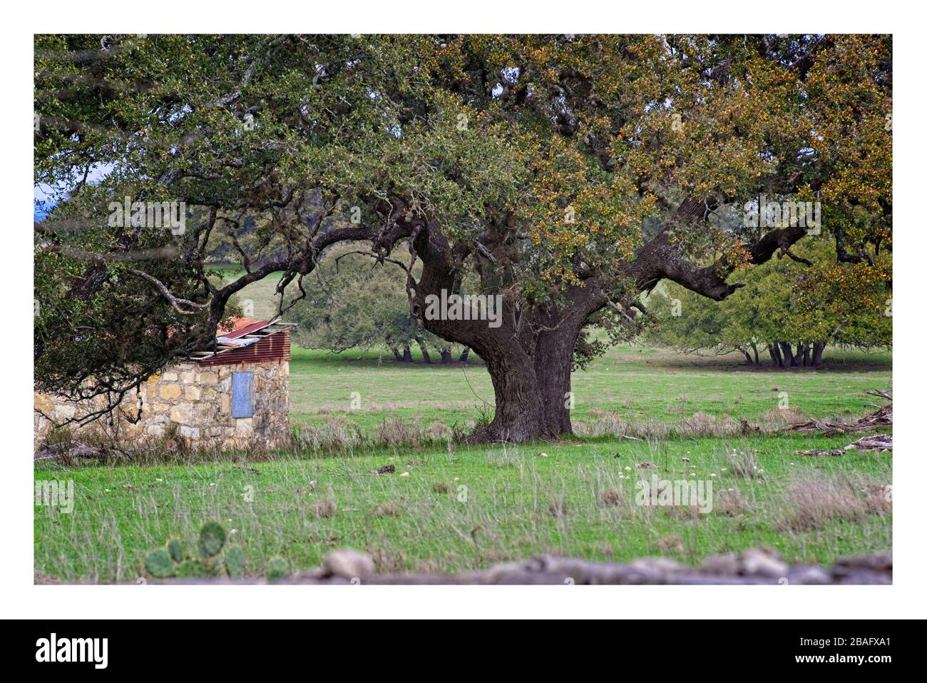 Texas hill country landscape Cut Out Stock Images & Pictures - Alamy