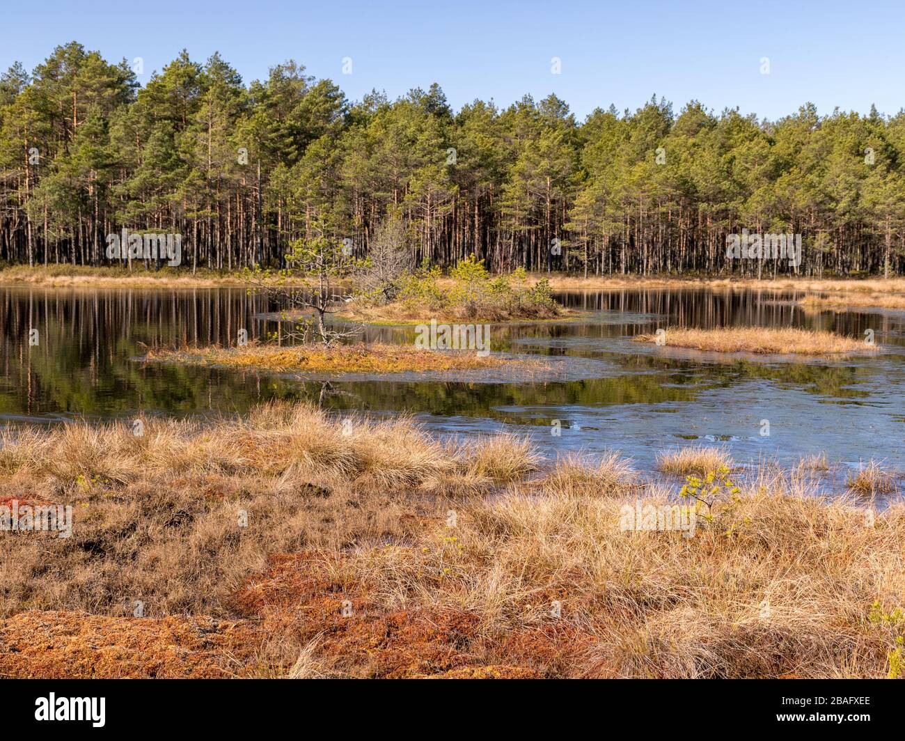 bog lake landscape, bog grass texture in the foreground, sunny spring ...