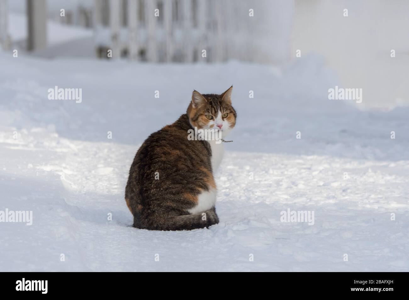 A street scene with a cat in the winter in Henningsvaer, a small ...