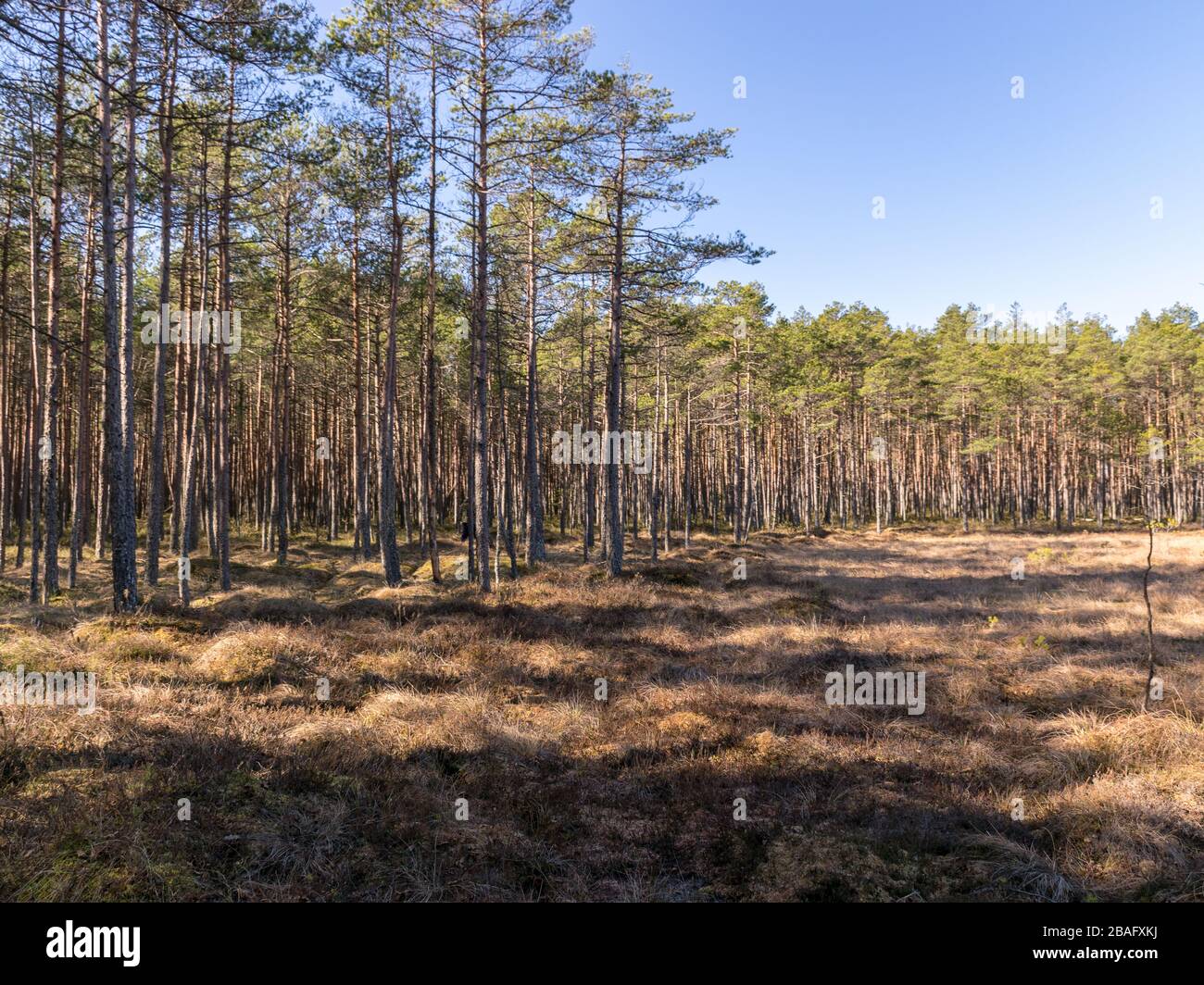 bog landscape with dry bog grass and tree silhouettes, sunny spring ...