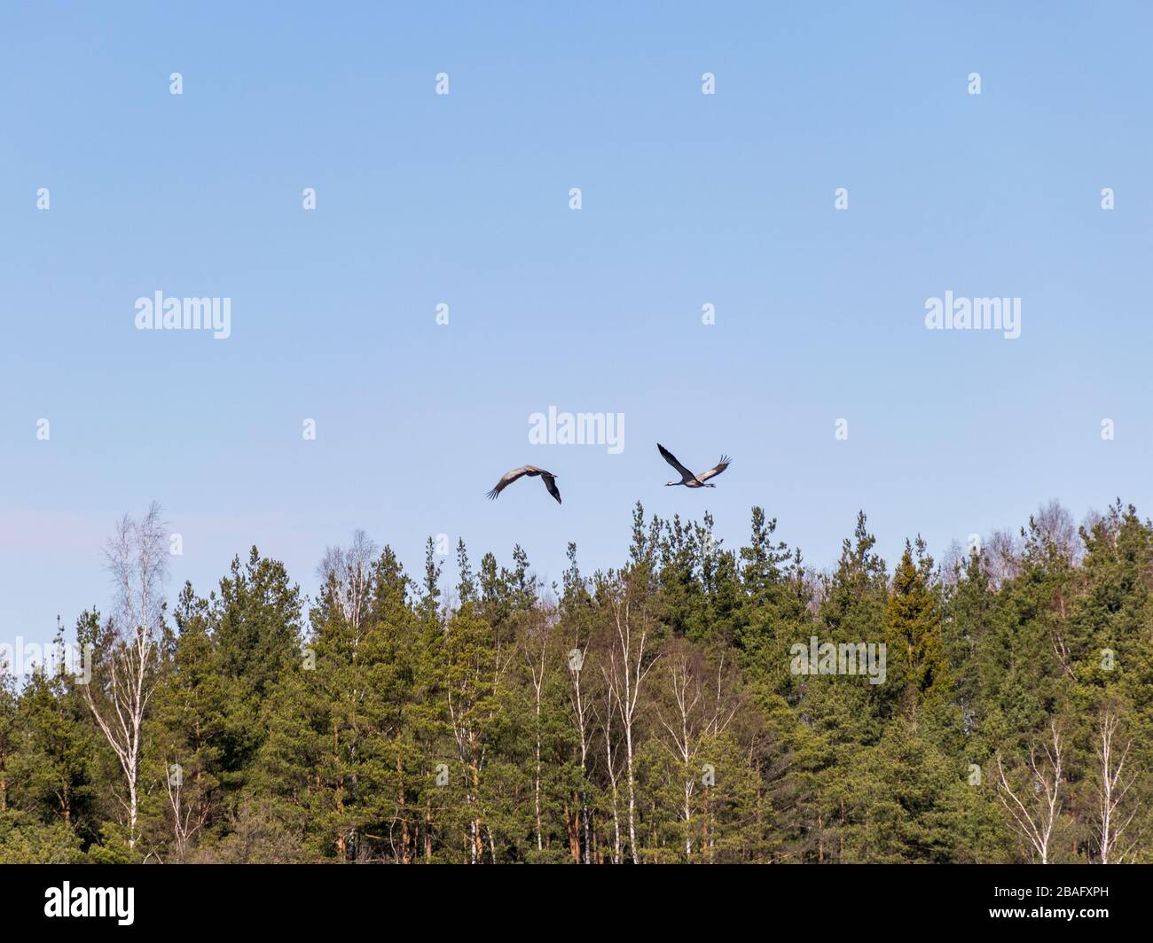 Flying over tree tops hi-res stock photography and images - Alamy