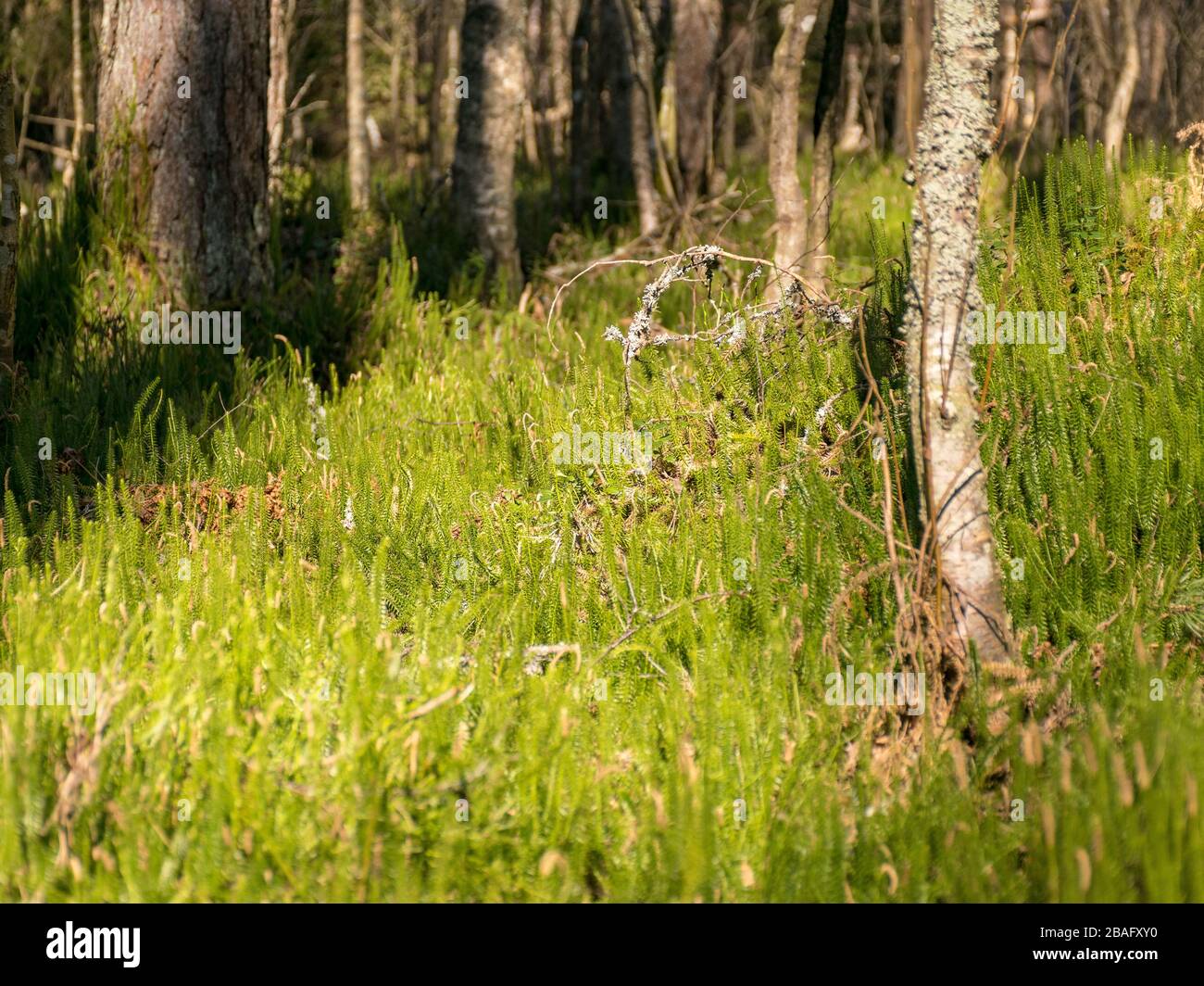 swamp grass texture, abstract background image Stock Photo - Alamy