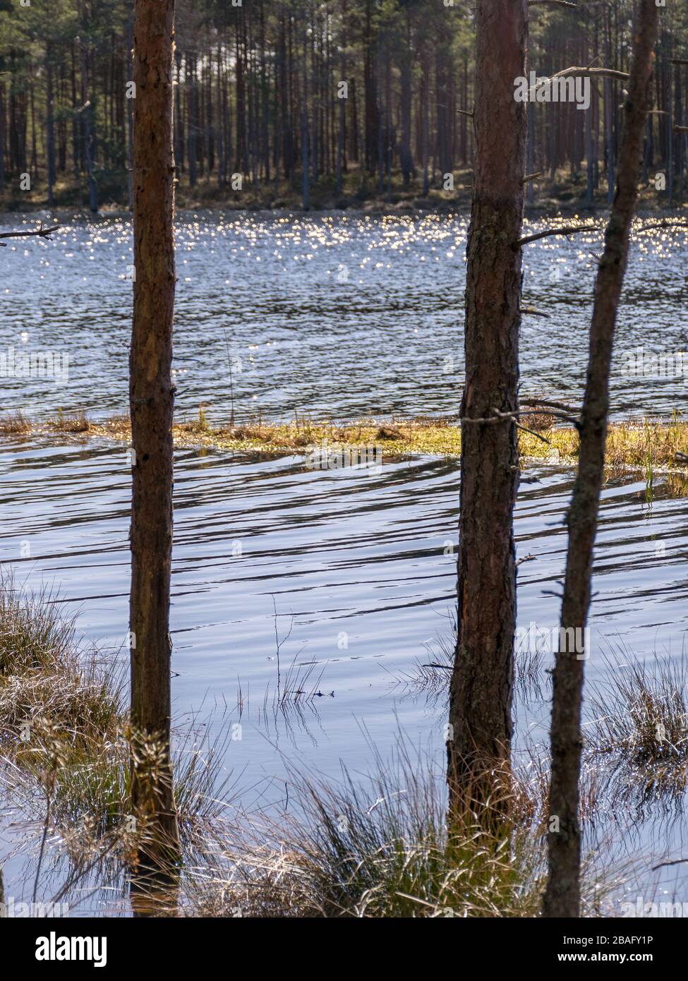 bog landscape with tree trunks in water, flooded lake in spring Stock ...