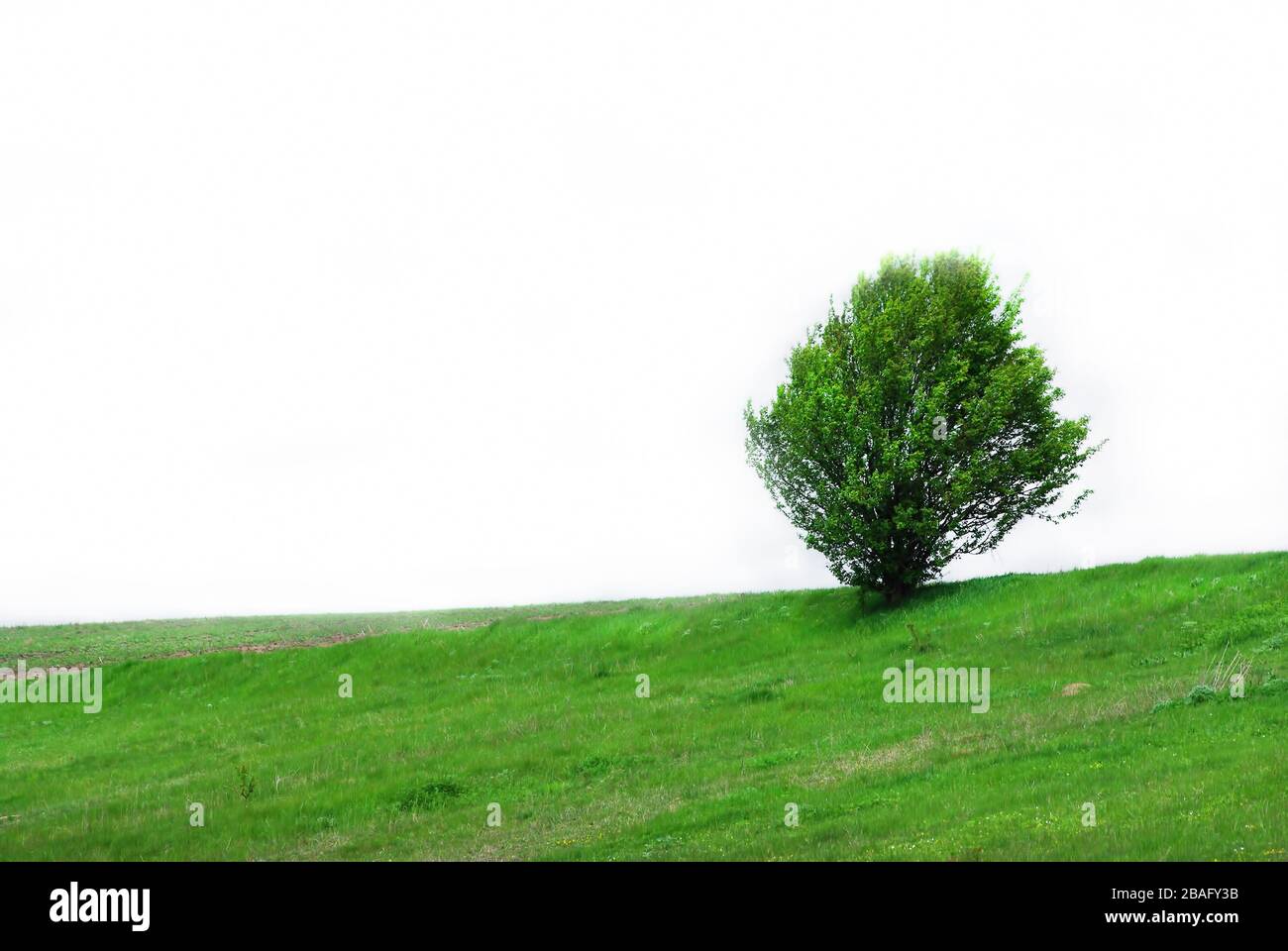Single green tree on the grass isolated on white Stock Photo - Alamy